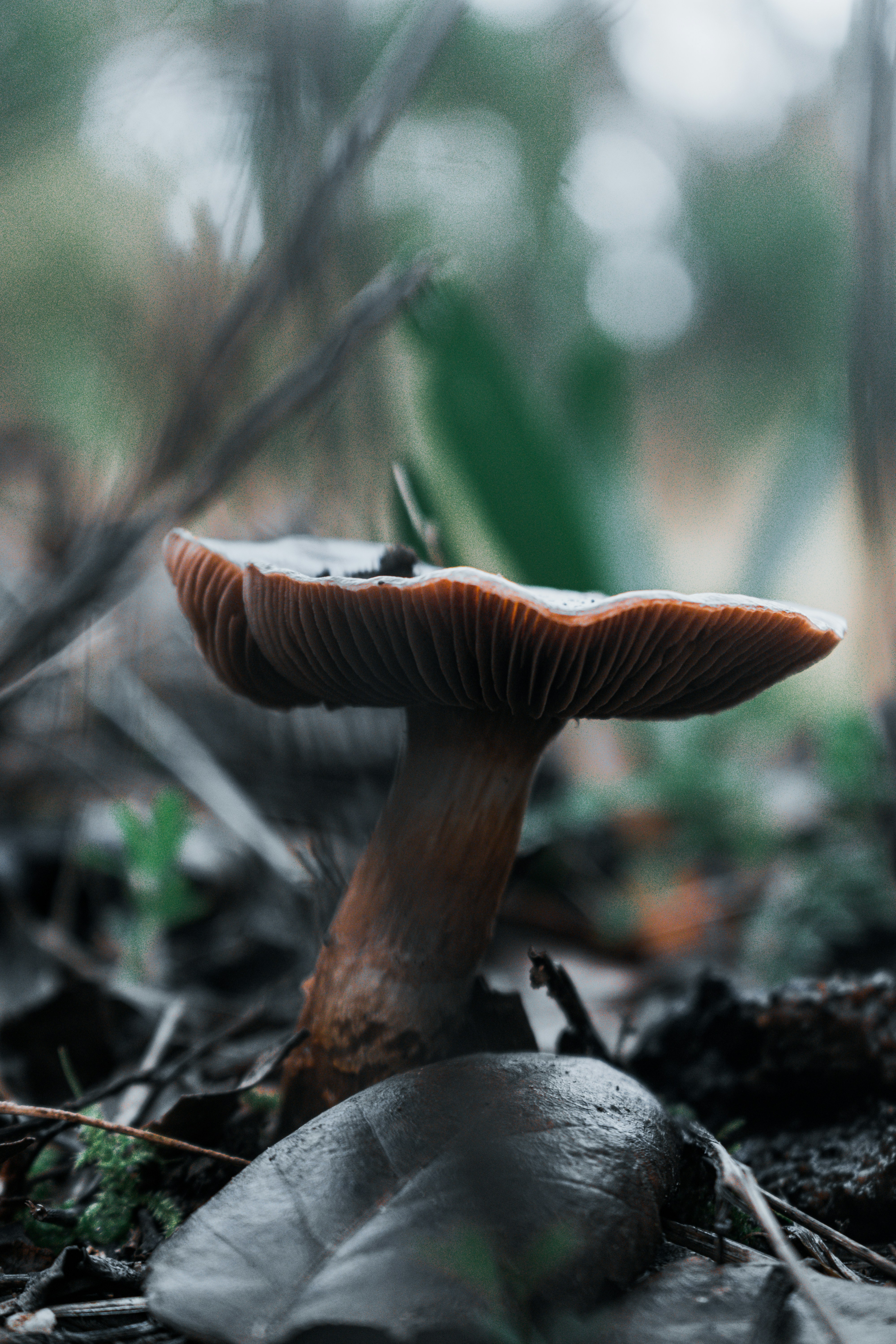 Mushroom Spotlight: A Close-Up in Quiet Forest Understory