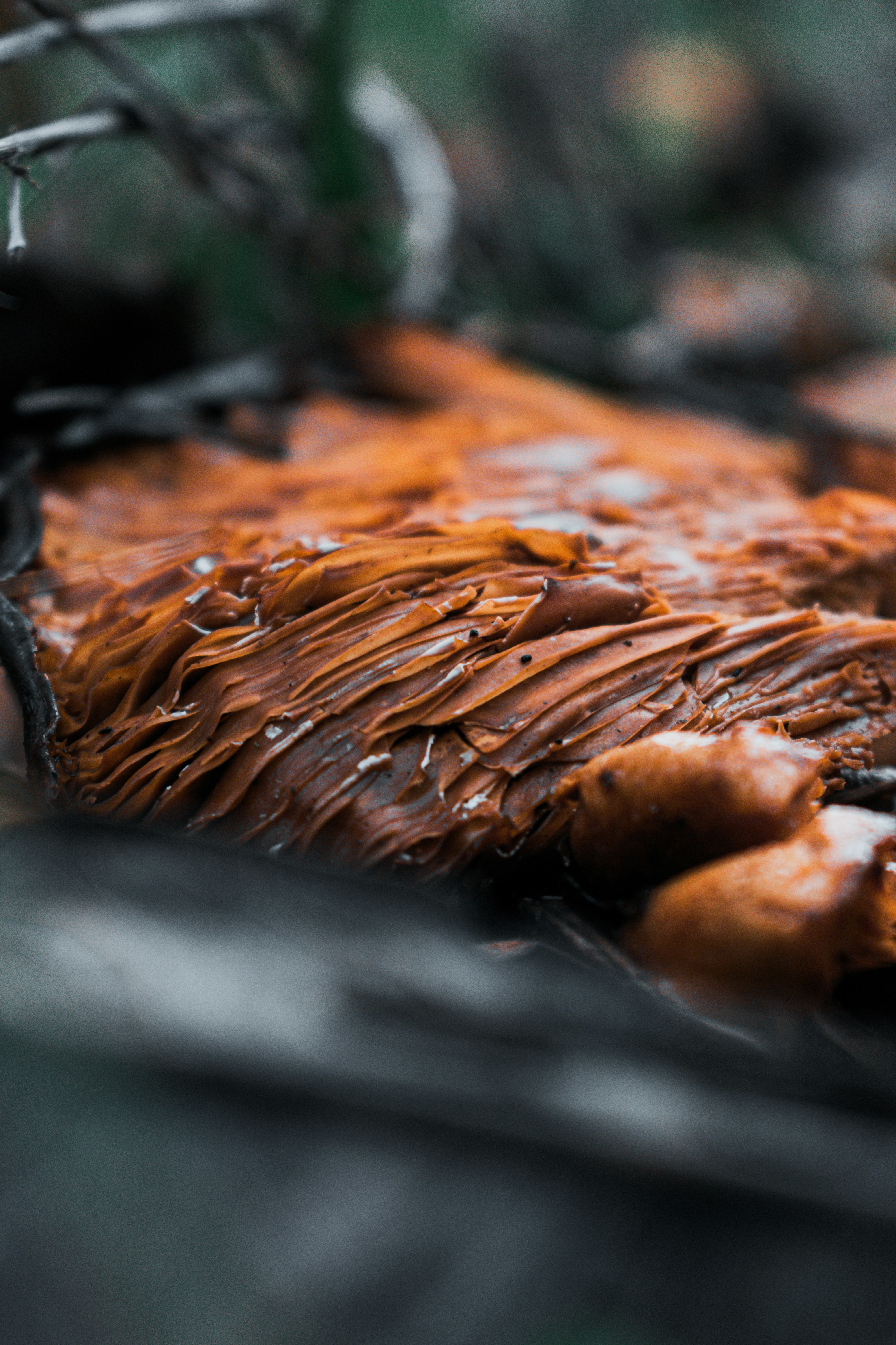 Amber Fungal Ridges on Charred Surface
