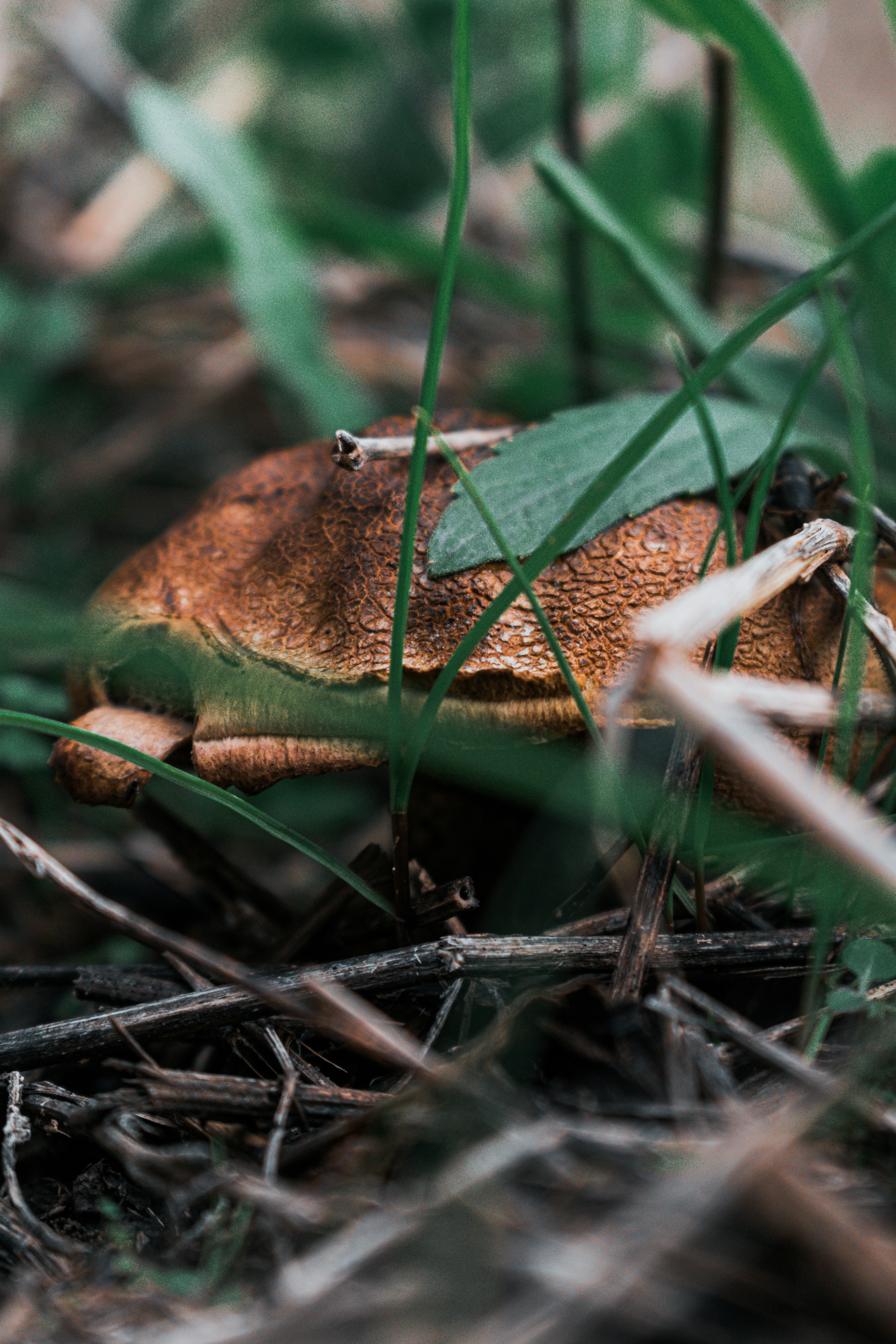 Mystic Bracken: A Fungal Camouflage Beneath the Grass