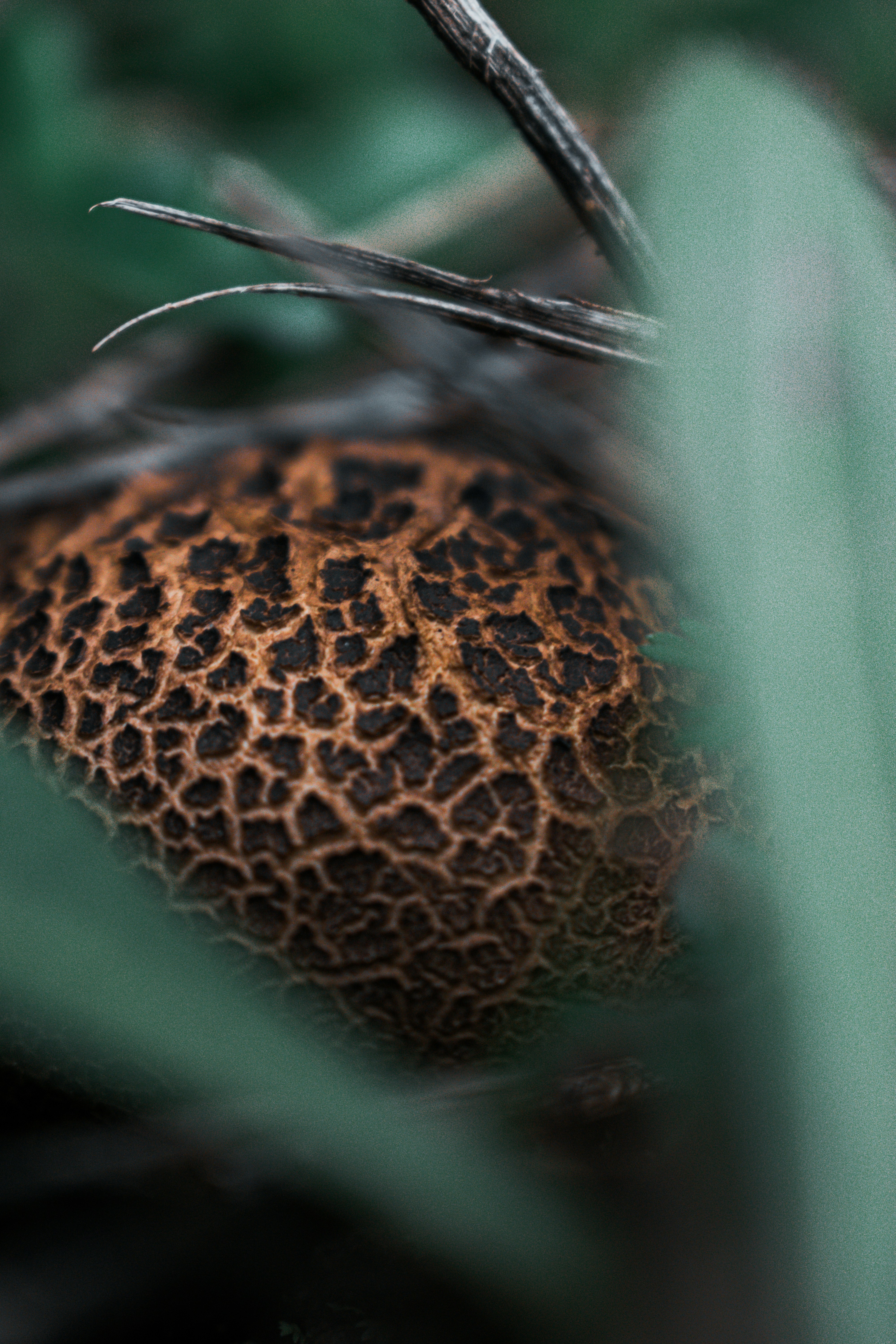 Cellular Lattice: A Macro Peek at Gecko-Scale Texture