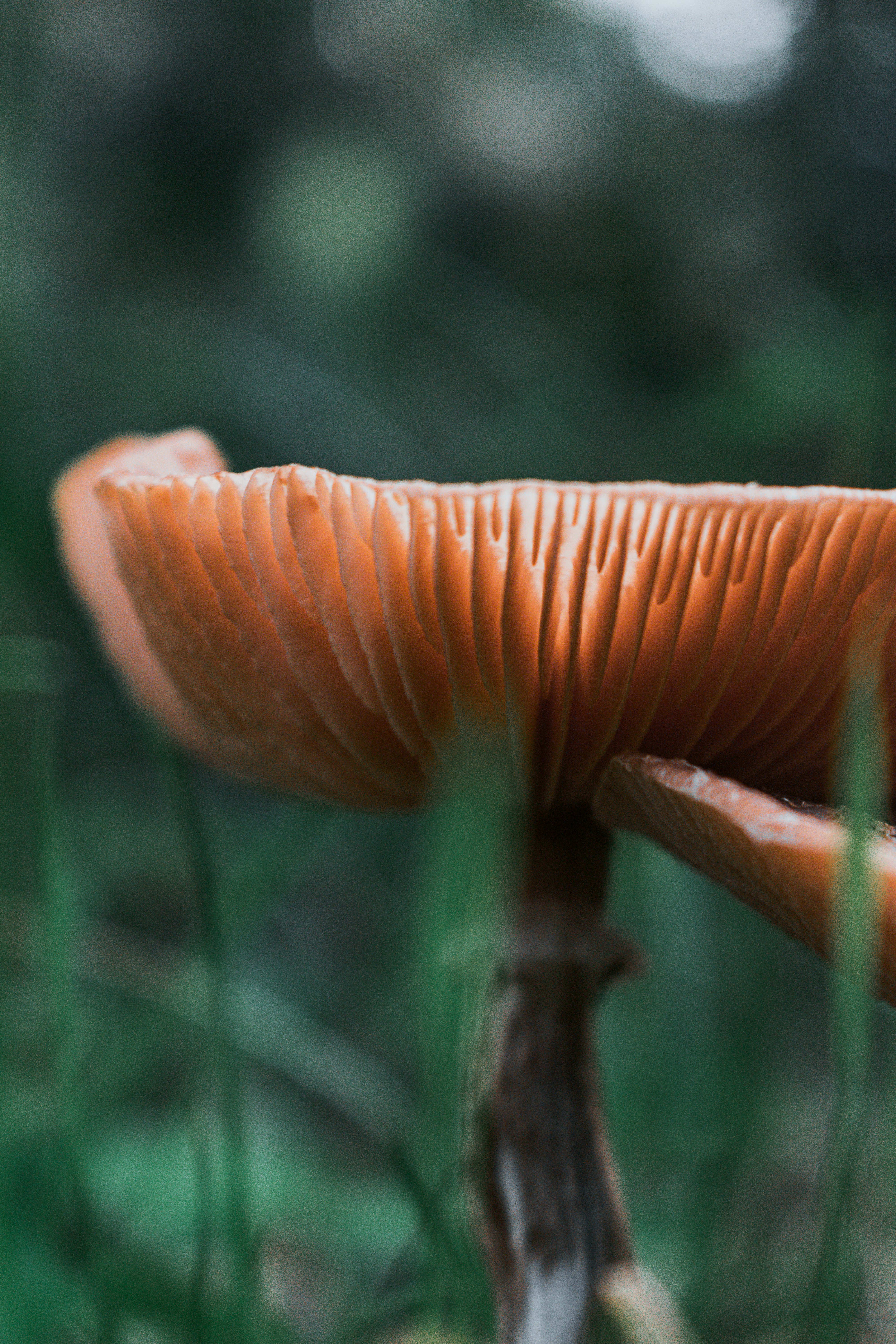 Giant Orange Gills: A Macro View Under the Forest Canopy