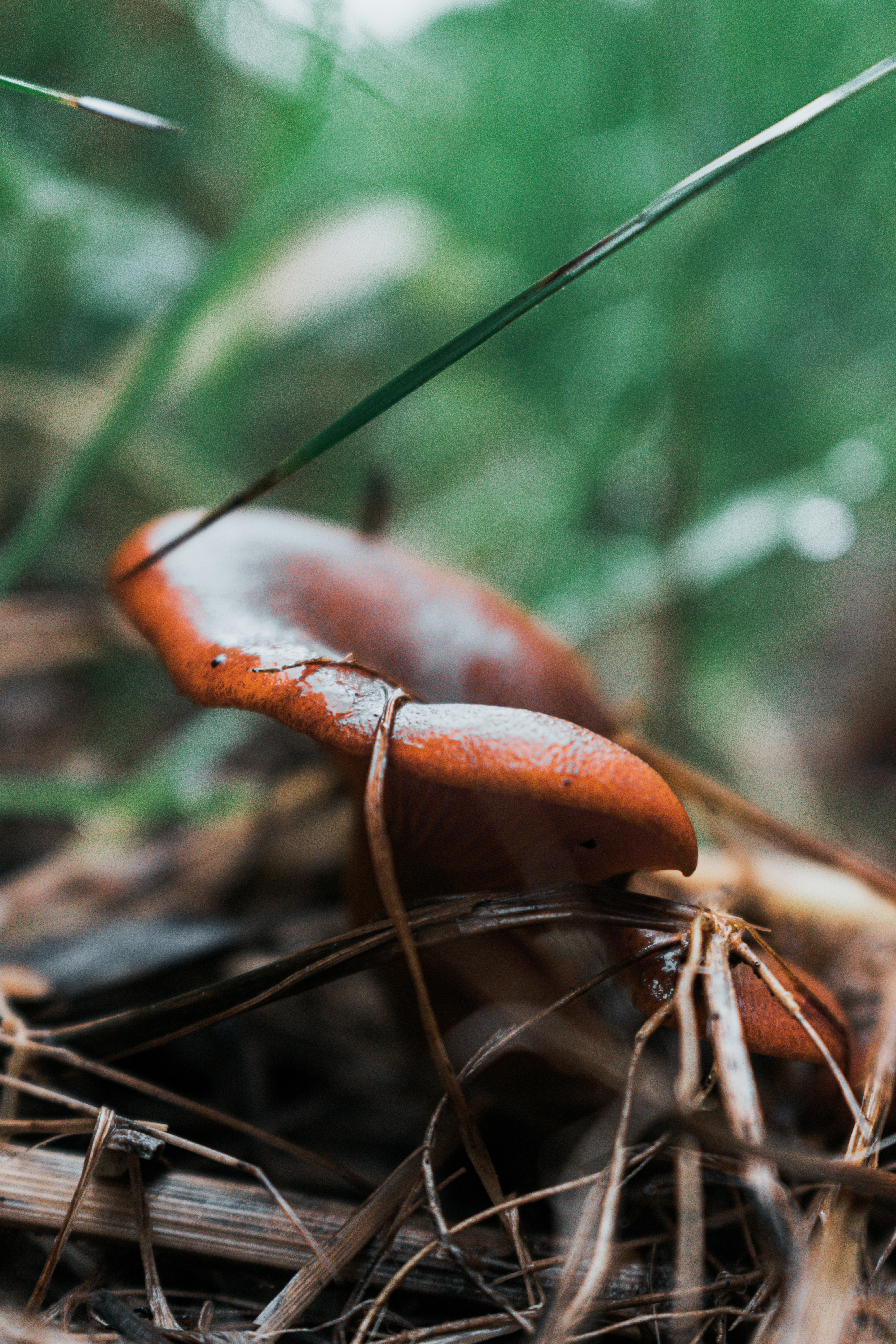 Orange Fungus Crowned by Forest Debris