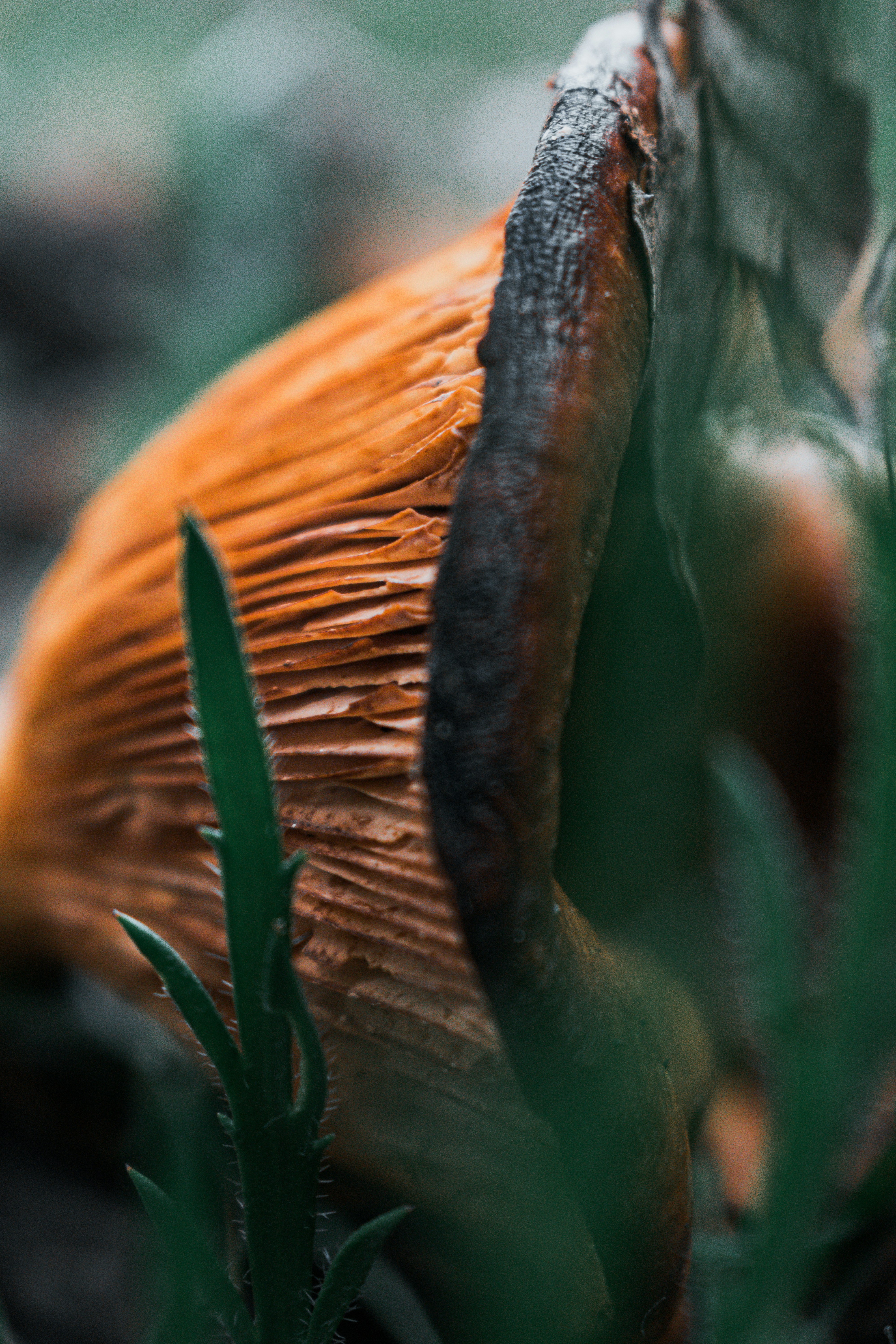 Orange shelf mushroom anchored by a dark stalk among green blades