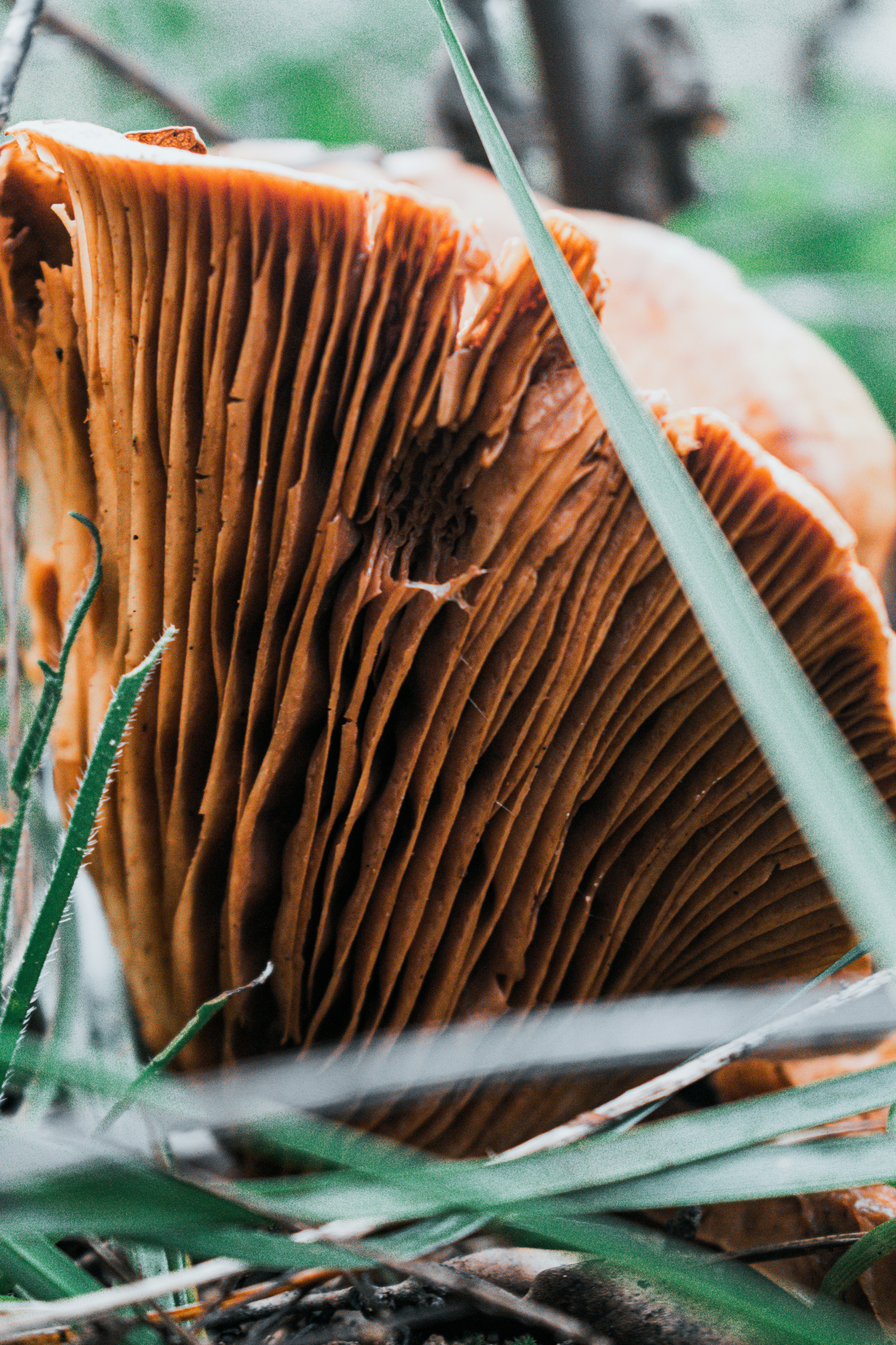 Mushroom Ridge: A Raw Close-Up of Gilled Detail in Grass