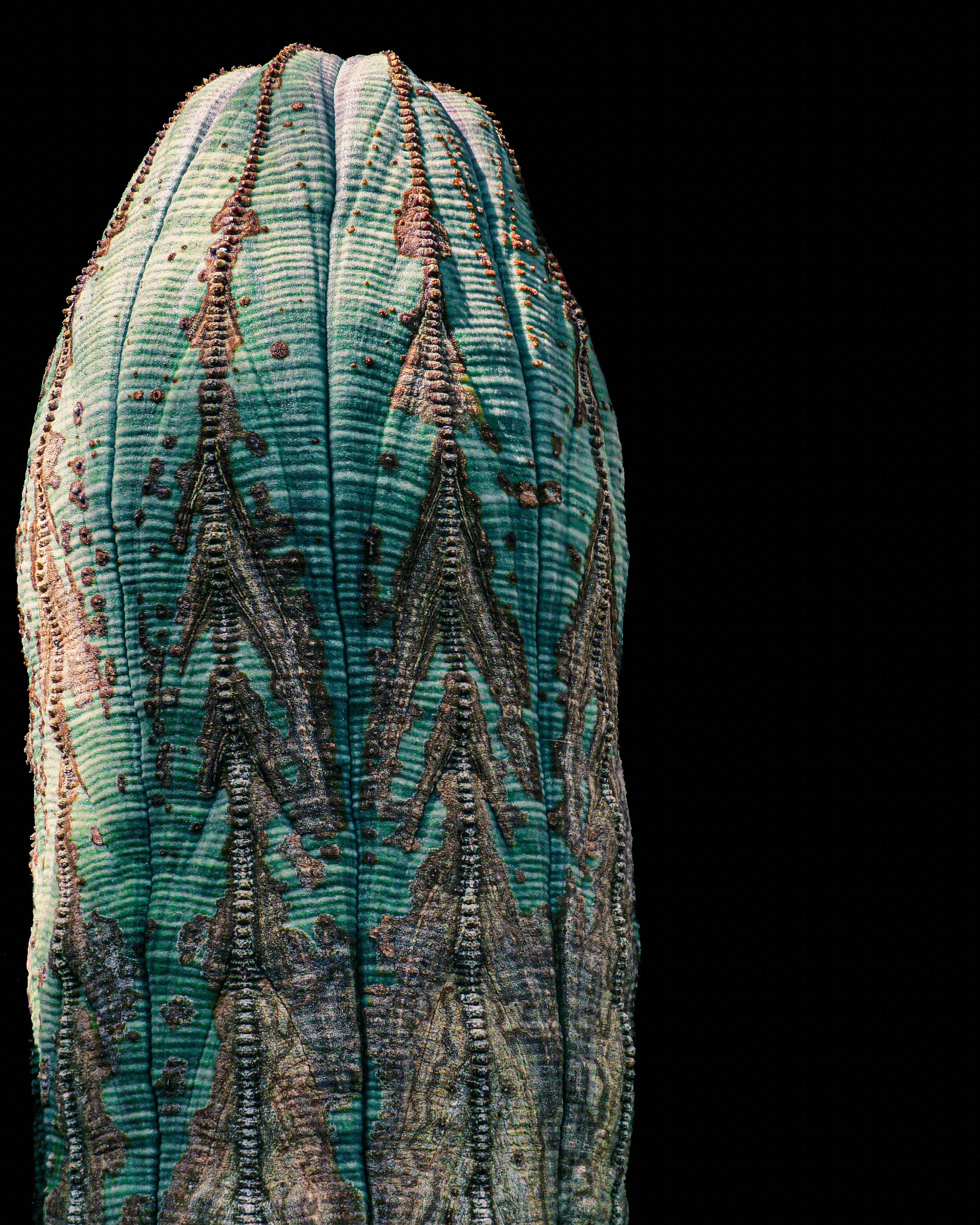 Ornate Turquoise Feathered Texture Under Spotlight