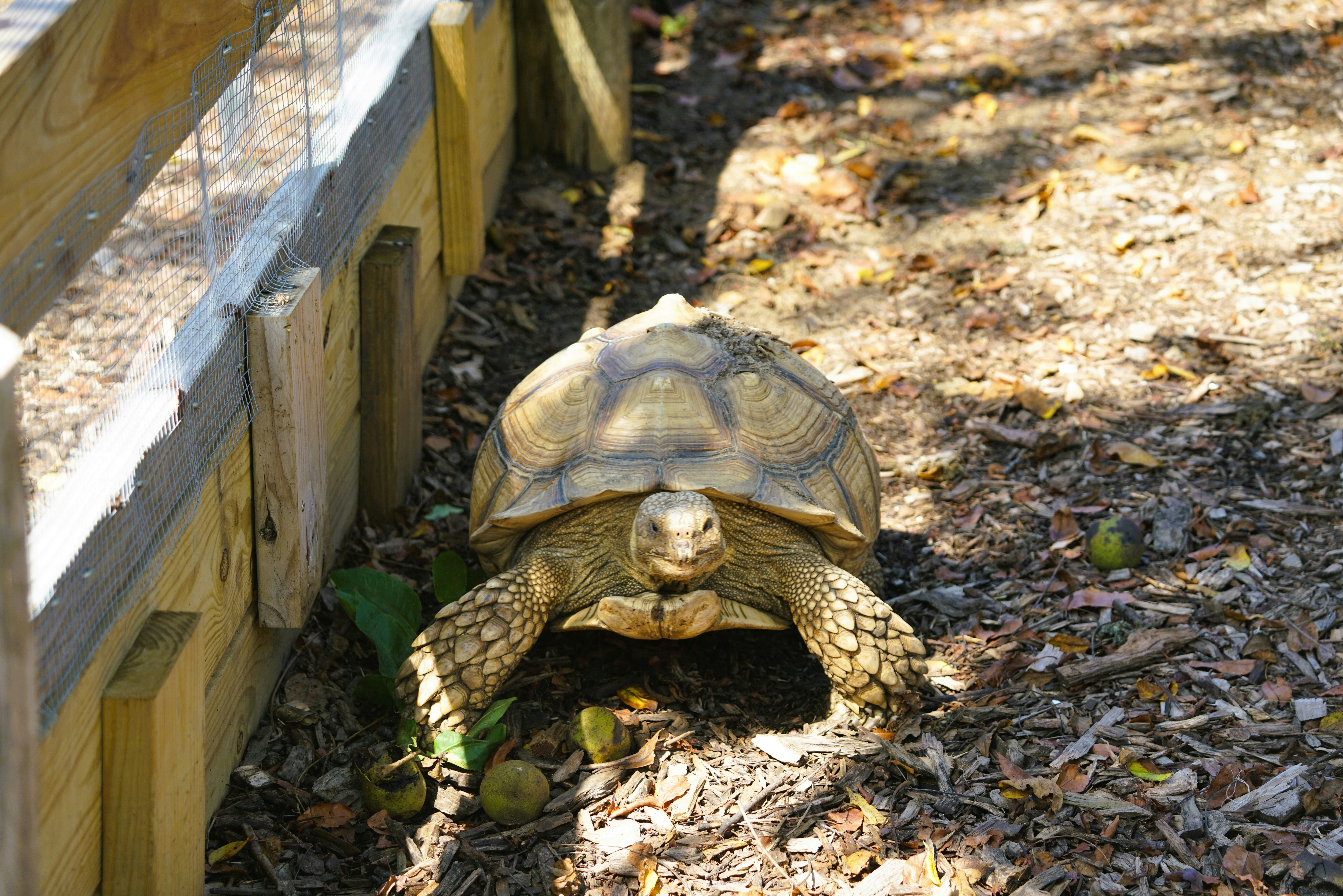 A turtle at a zoo.
