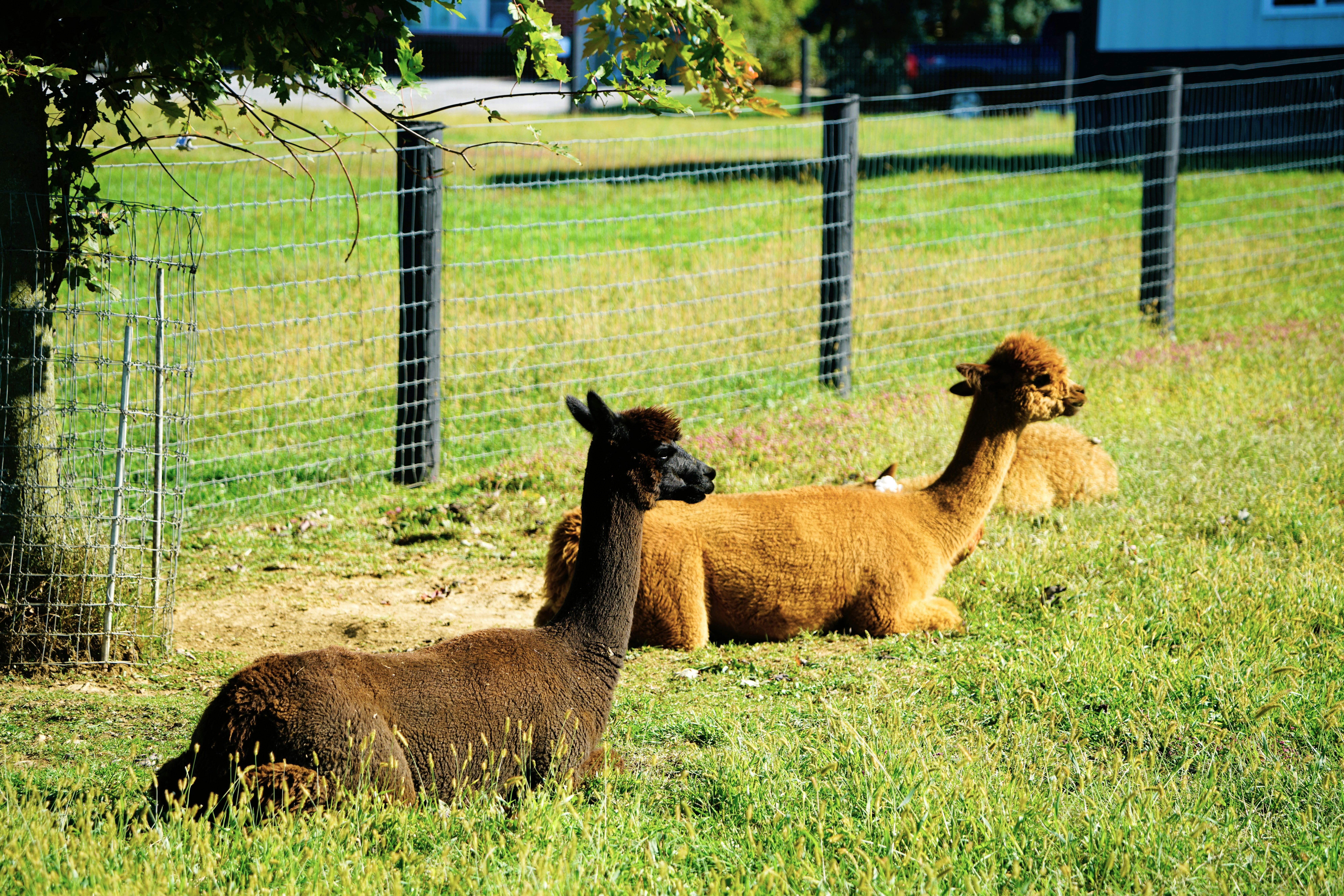 Pasture Companions: Two Llamas Lounging by a Wire Fence