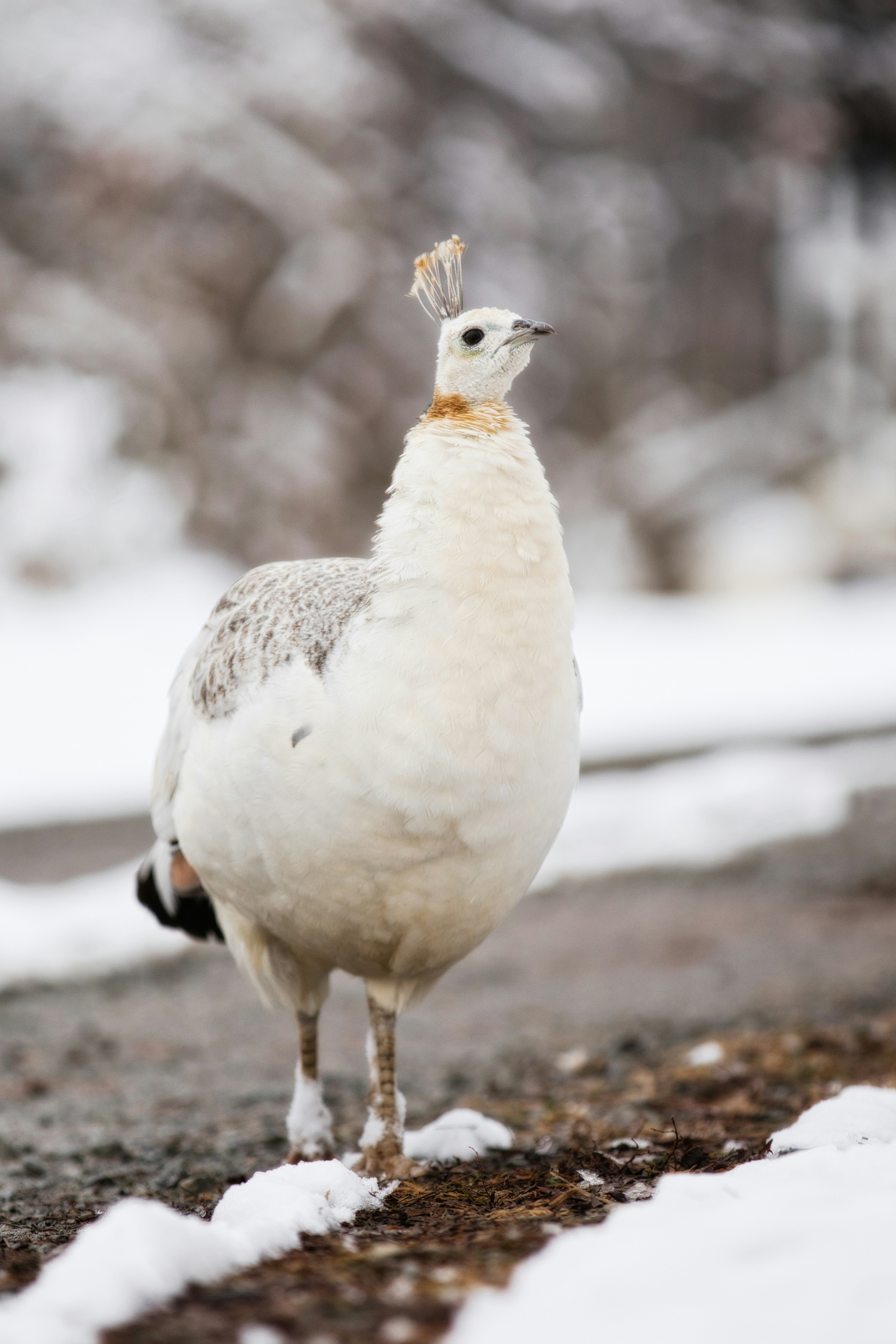 Photo by Chandler Cruttenden with Canon EOS 7D Mark II