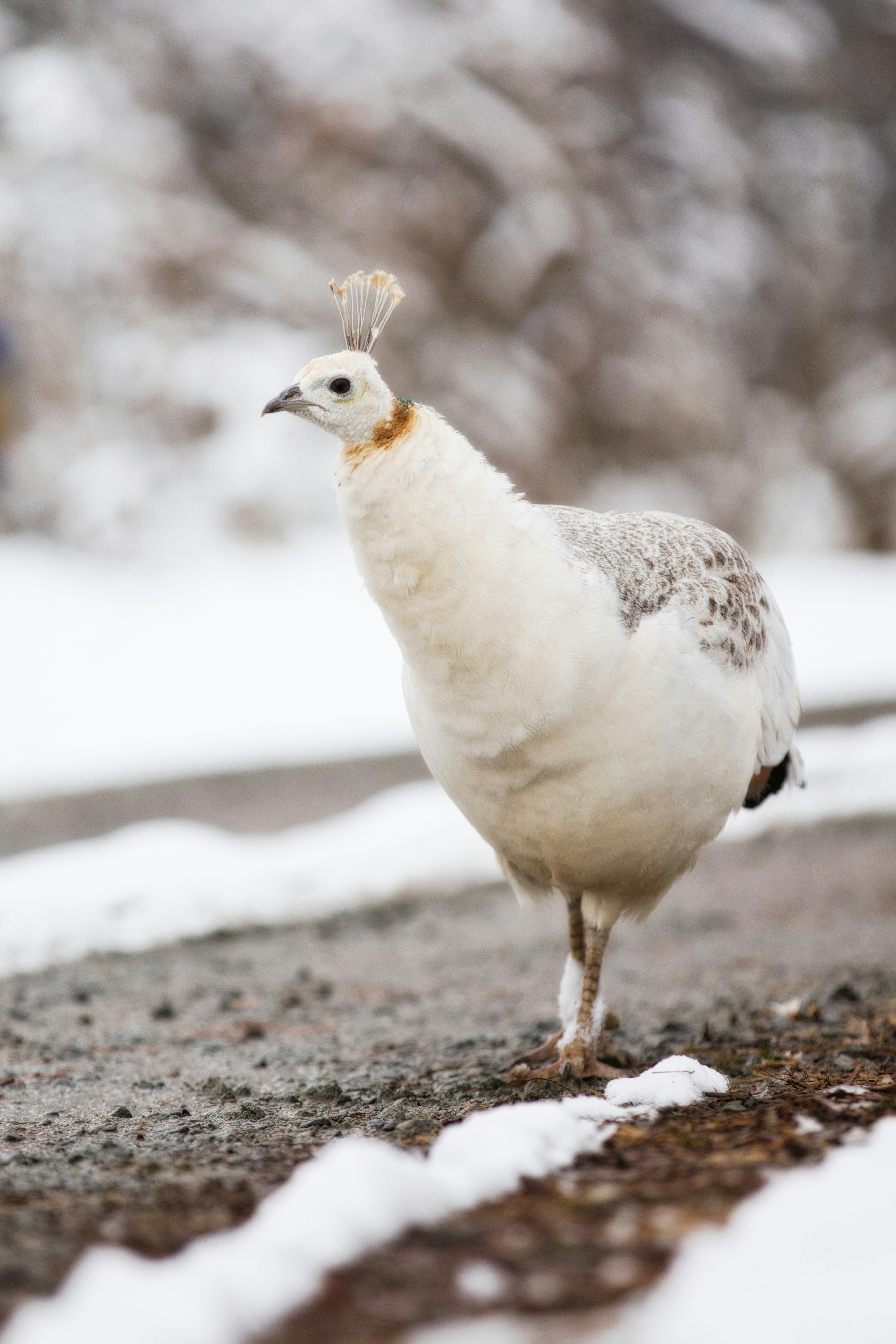 Photo by Chandler Cruttenden with Canon EOS 7D Mark II