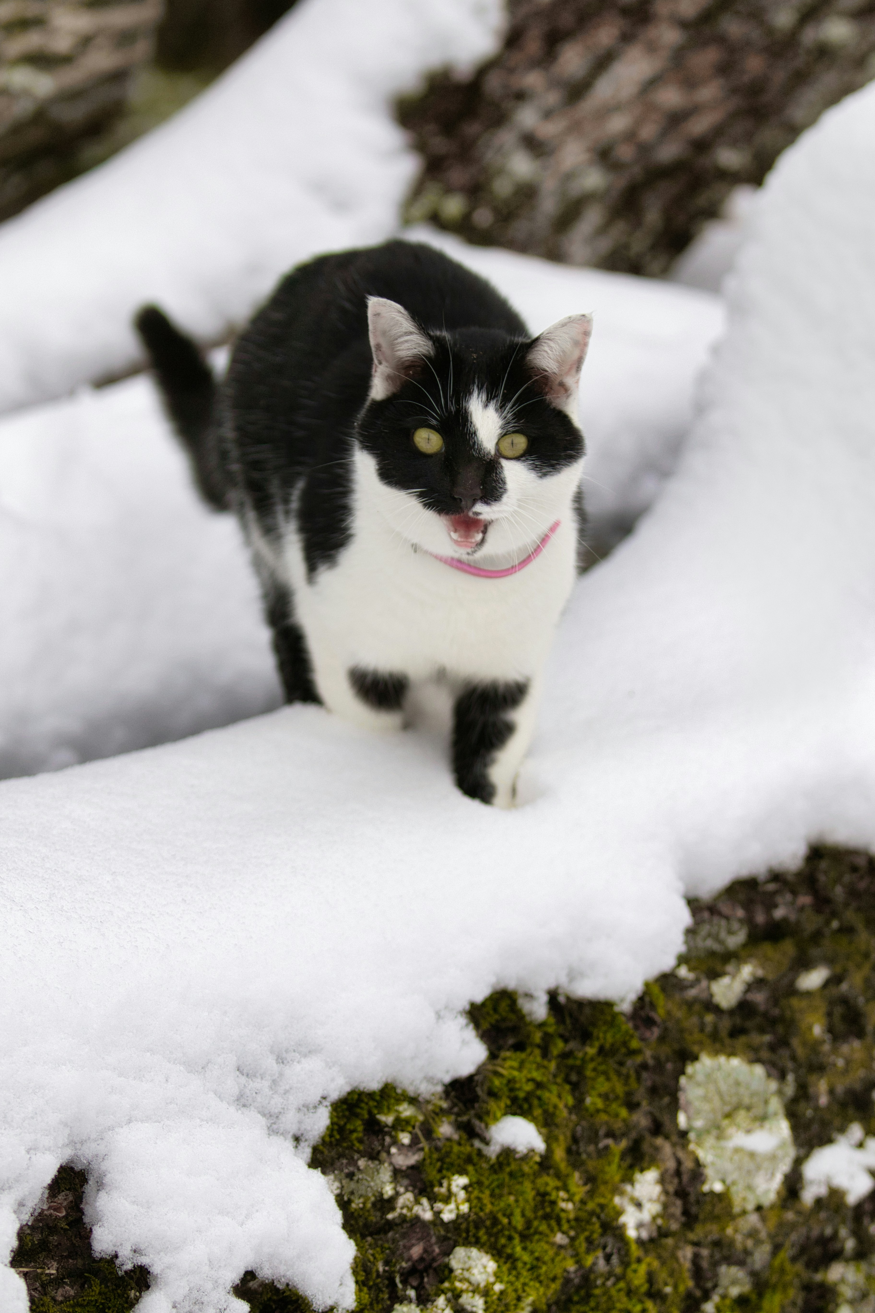 Snowbound Stalker: A Black-and-White Cat Ventures Through White Silence