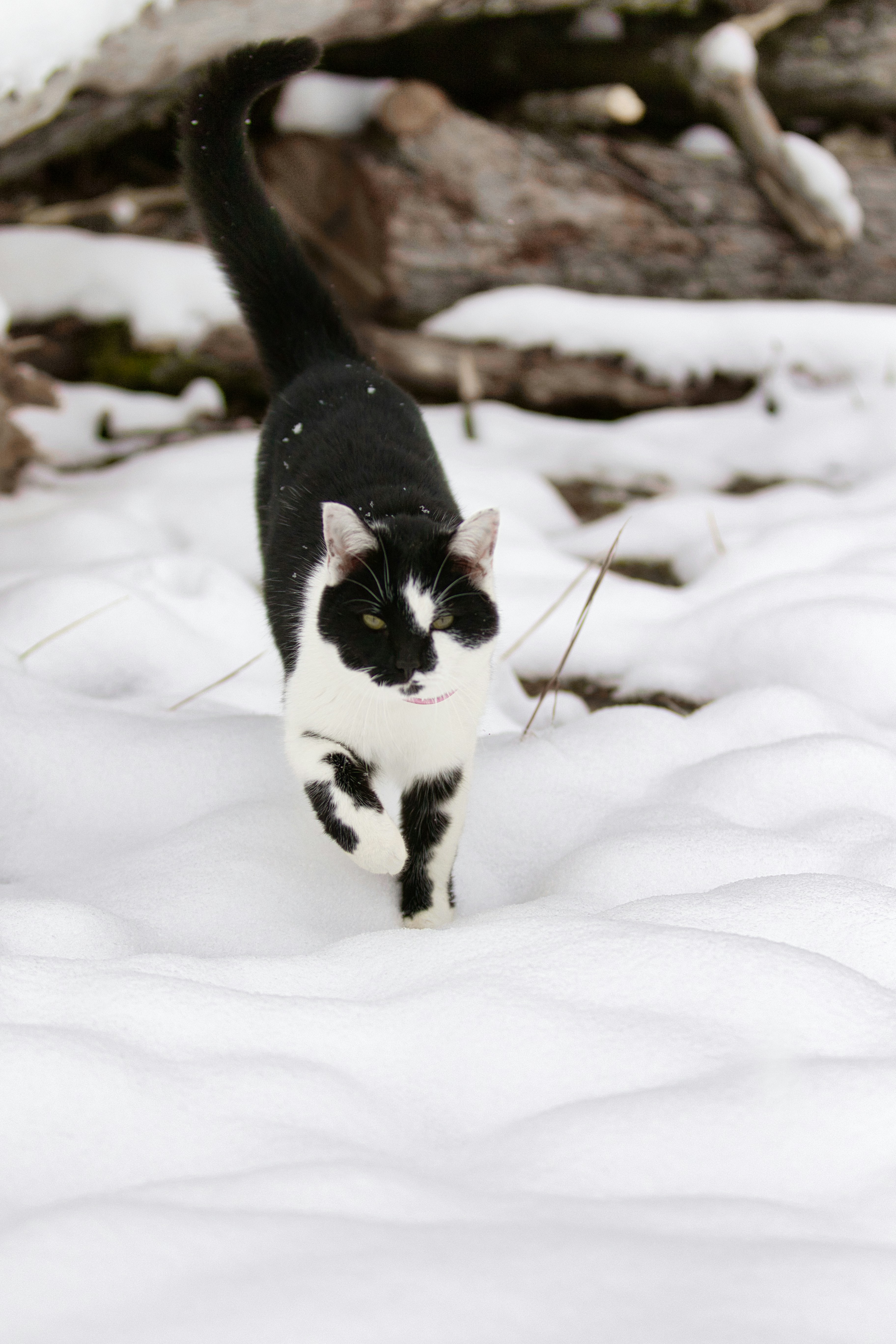 Photo by Chandler Cruttenden with Canon EOS 7D Mark II