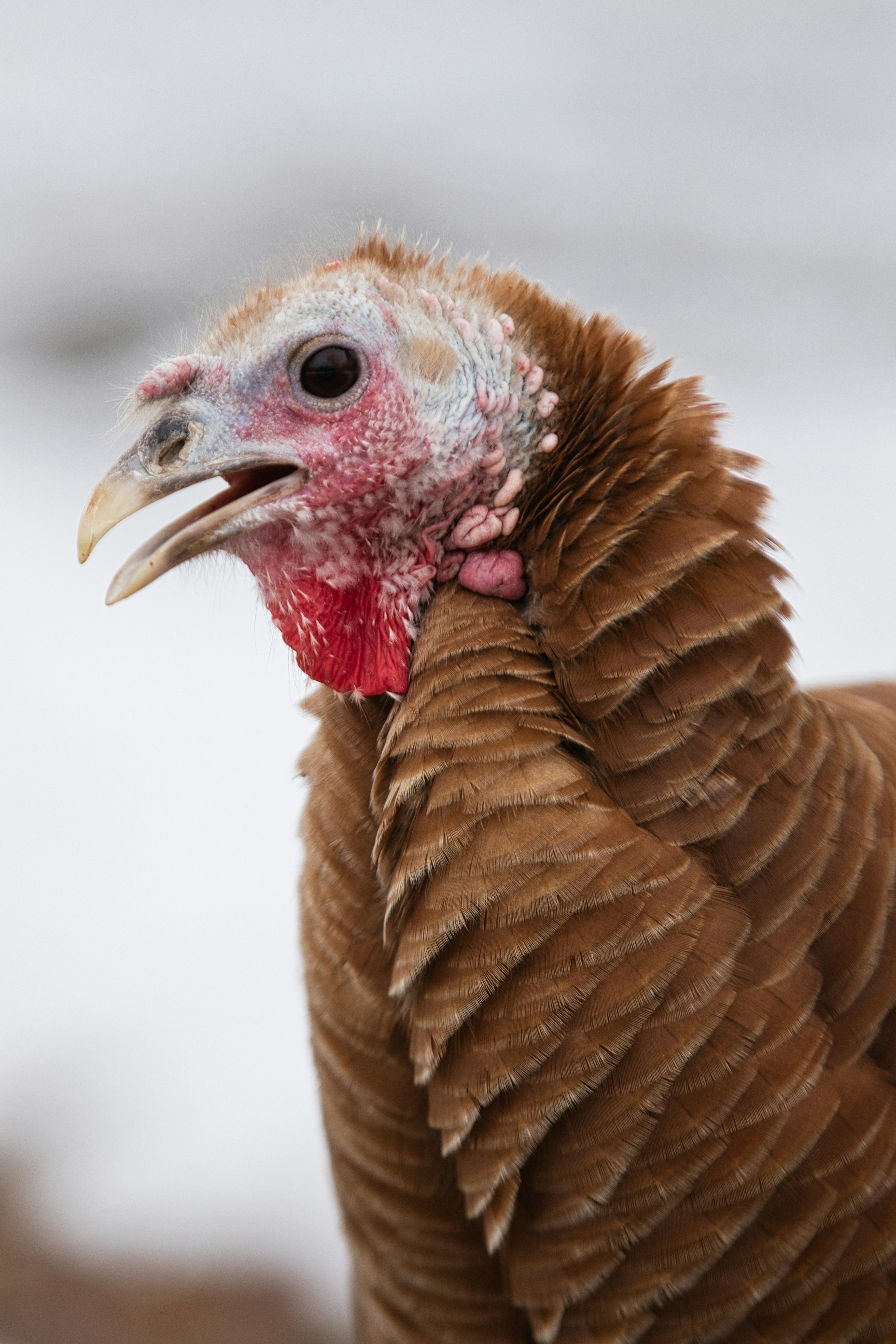 Photo by Chandler Cruttenden with Canon EOS 7D Mark II