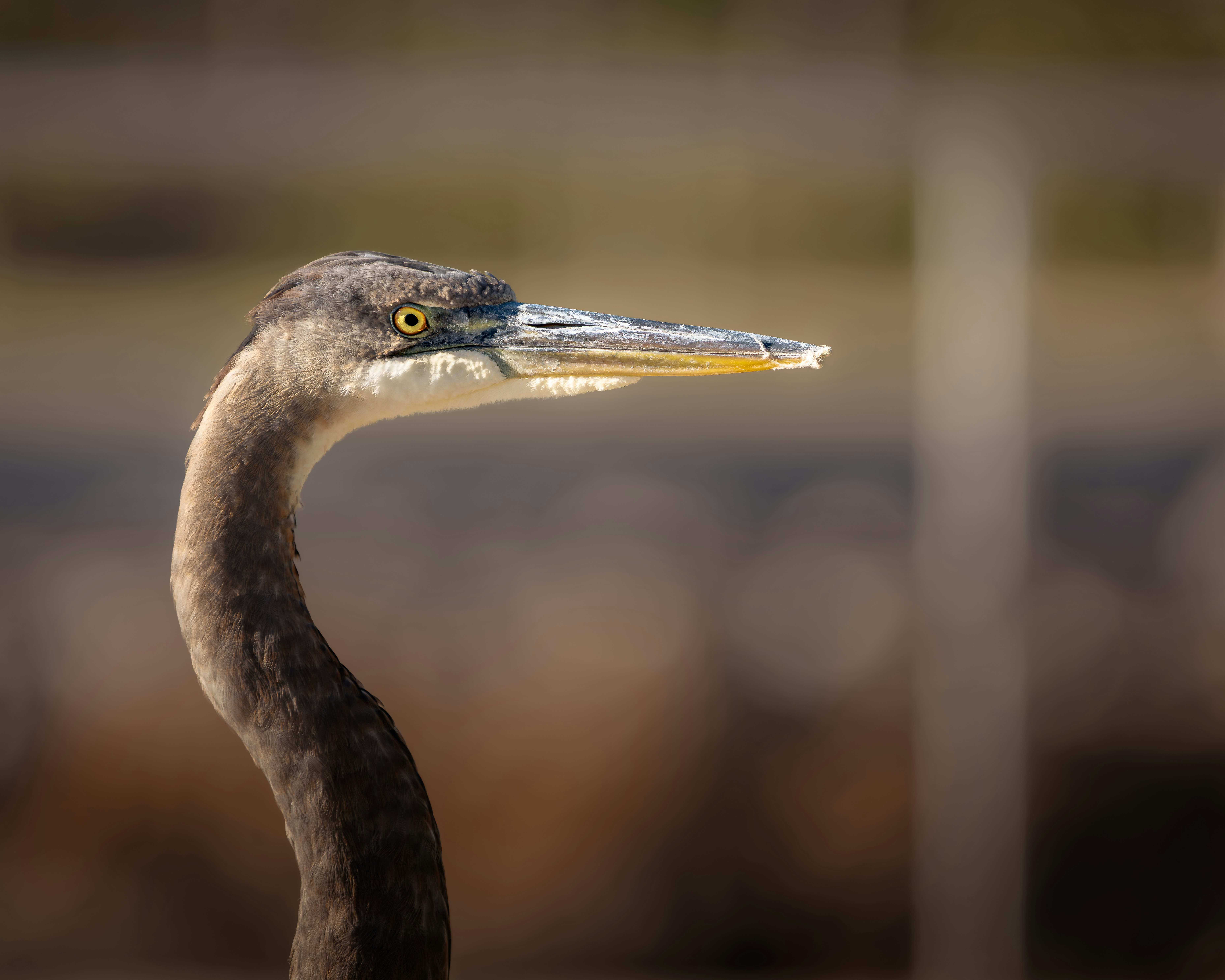 Close-up portrait of a great blue heron captured in warm sunset light.