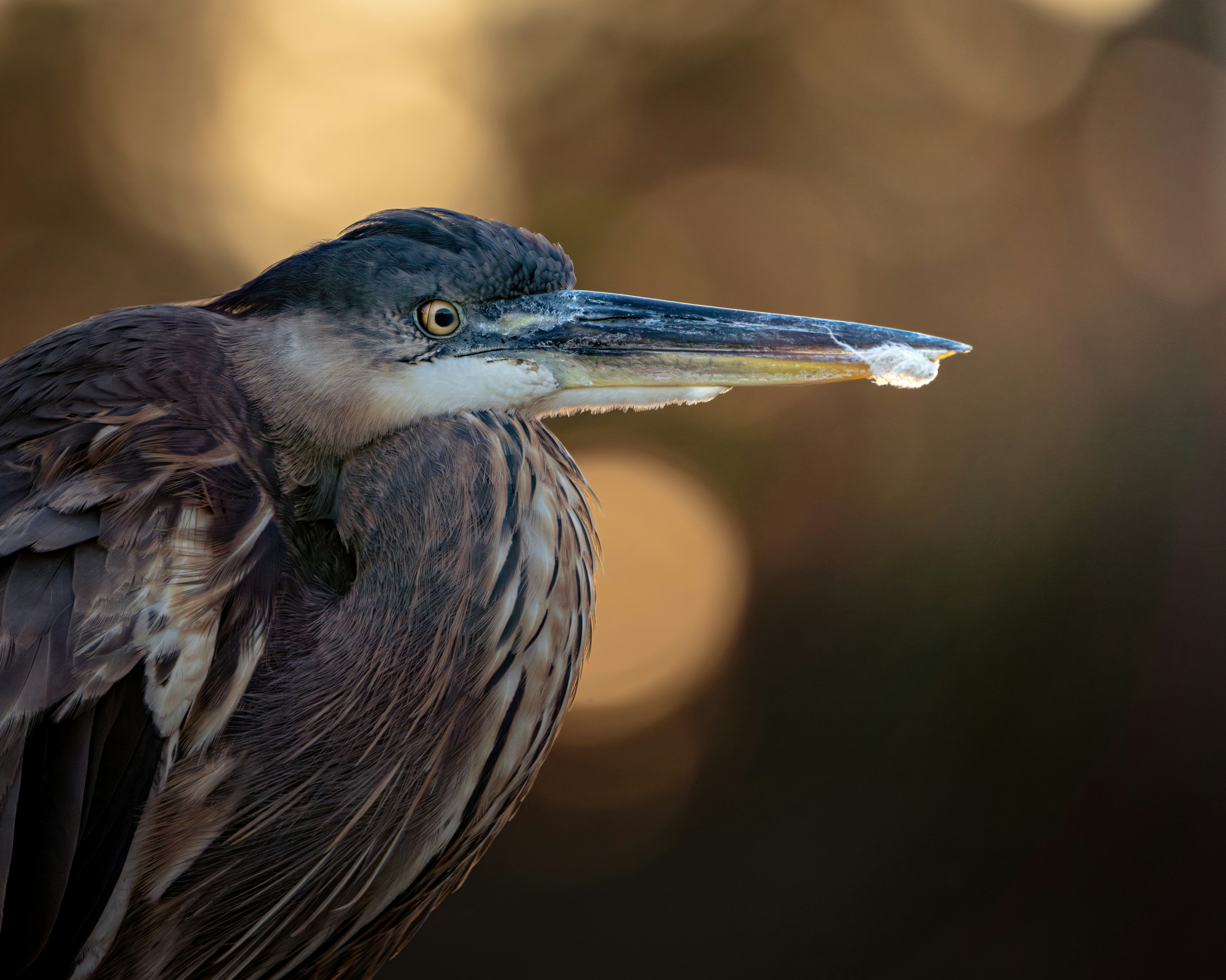 Close-up portrait of a great blue heron captured in warm sunset light.