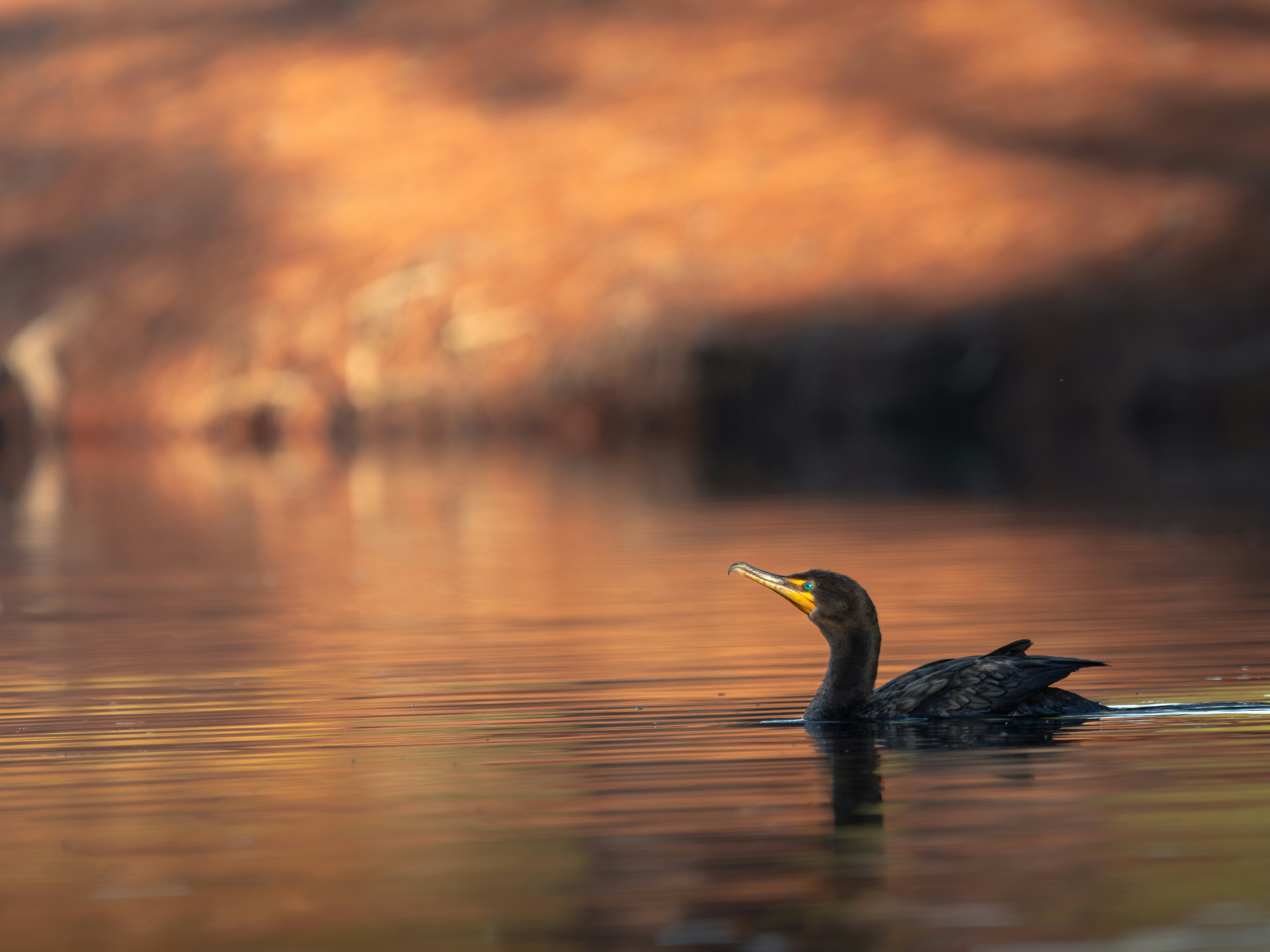 Cormorants Gliding on Golden Lake