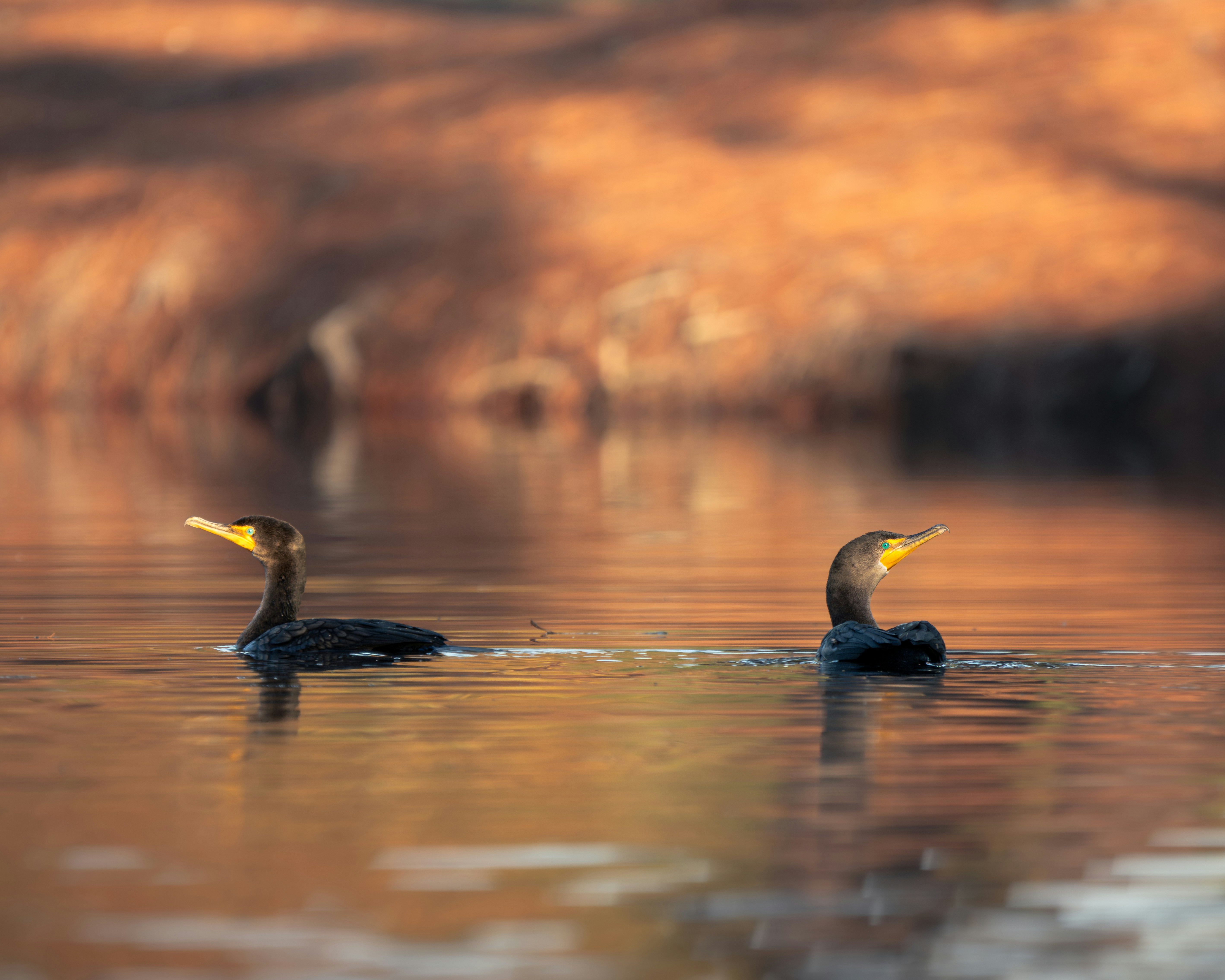 Golden Hour Grebes: A Pair Gliding Through Quiet Reflections