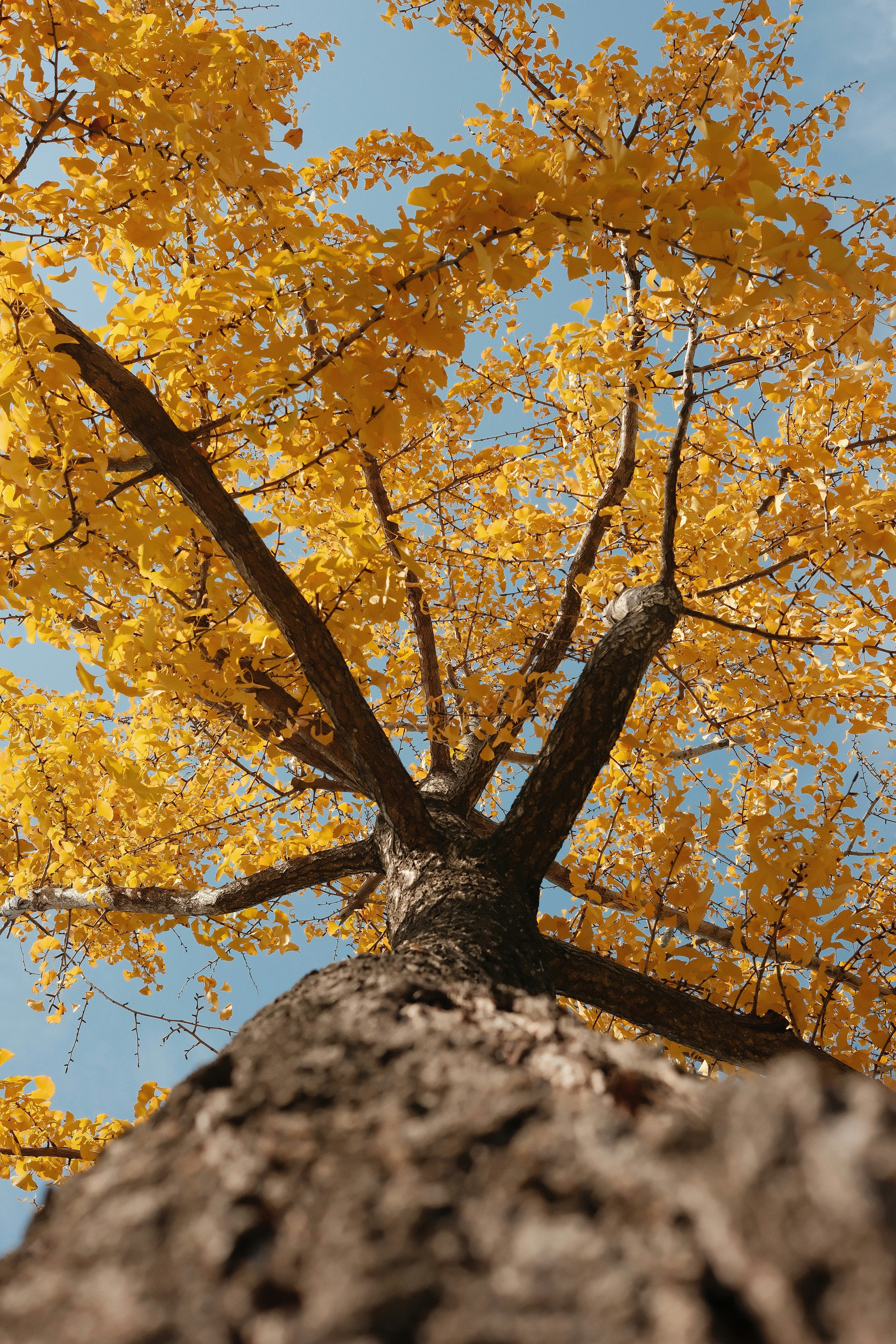 Golden-canopy ascent: a towering maple reaching toward a sapphire sky