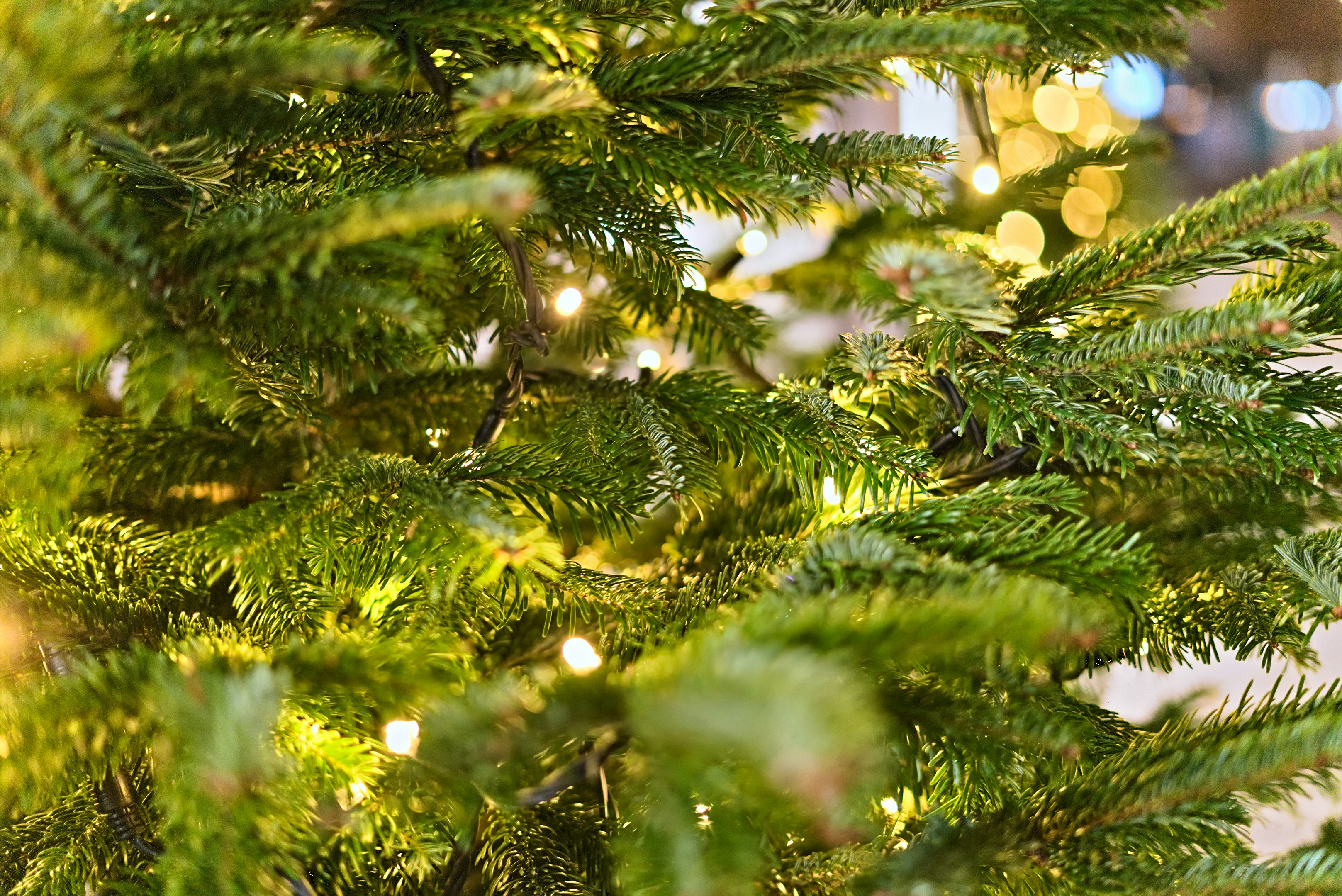 Soft Holiday Glow Through Pine Needles