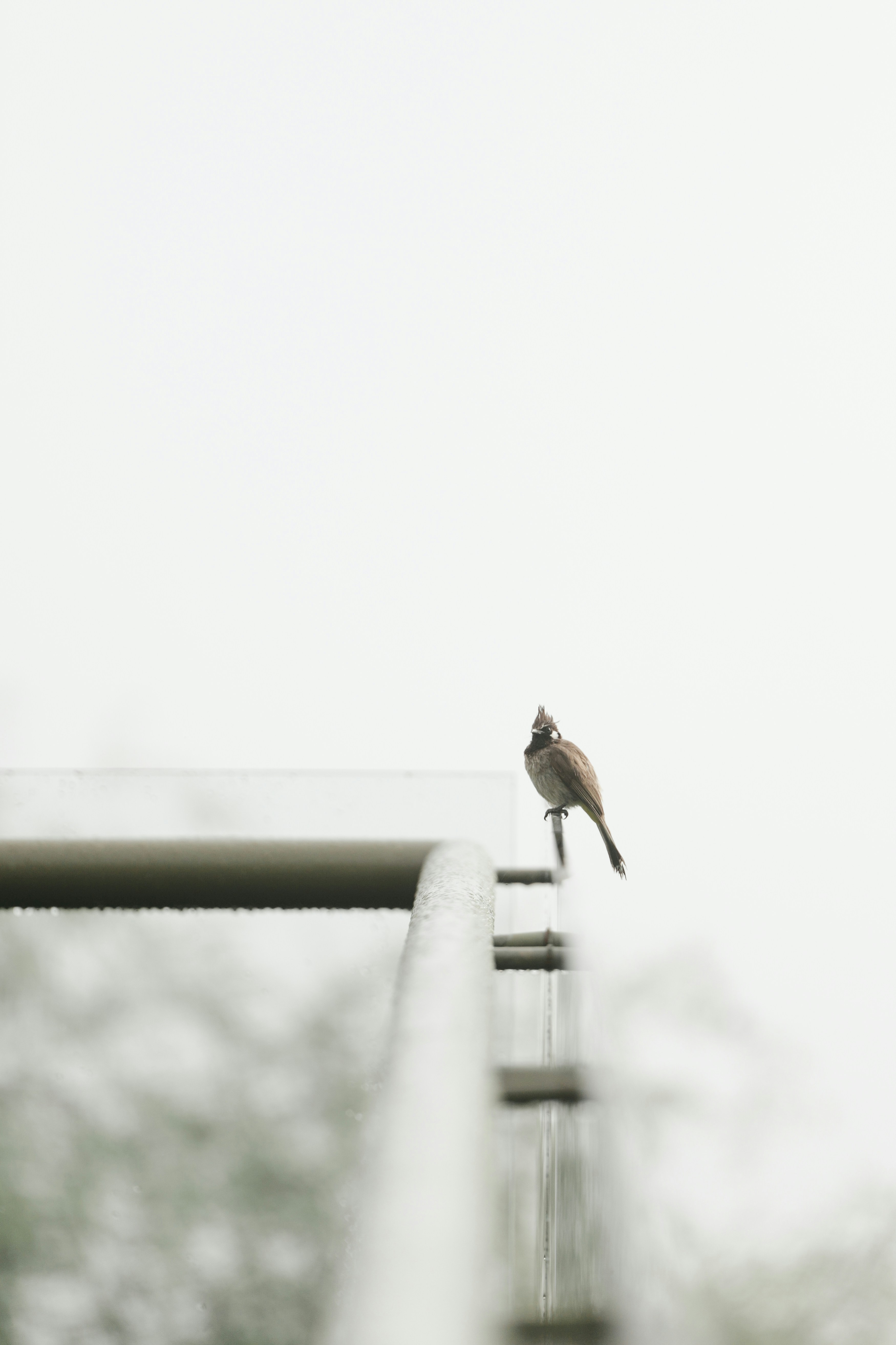 Perched on the Rail: A Single Bird Against an Expanding White Quiet