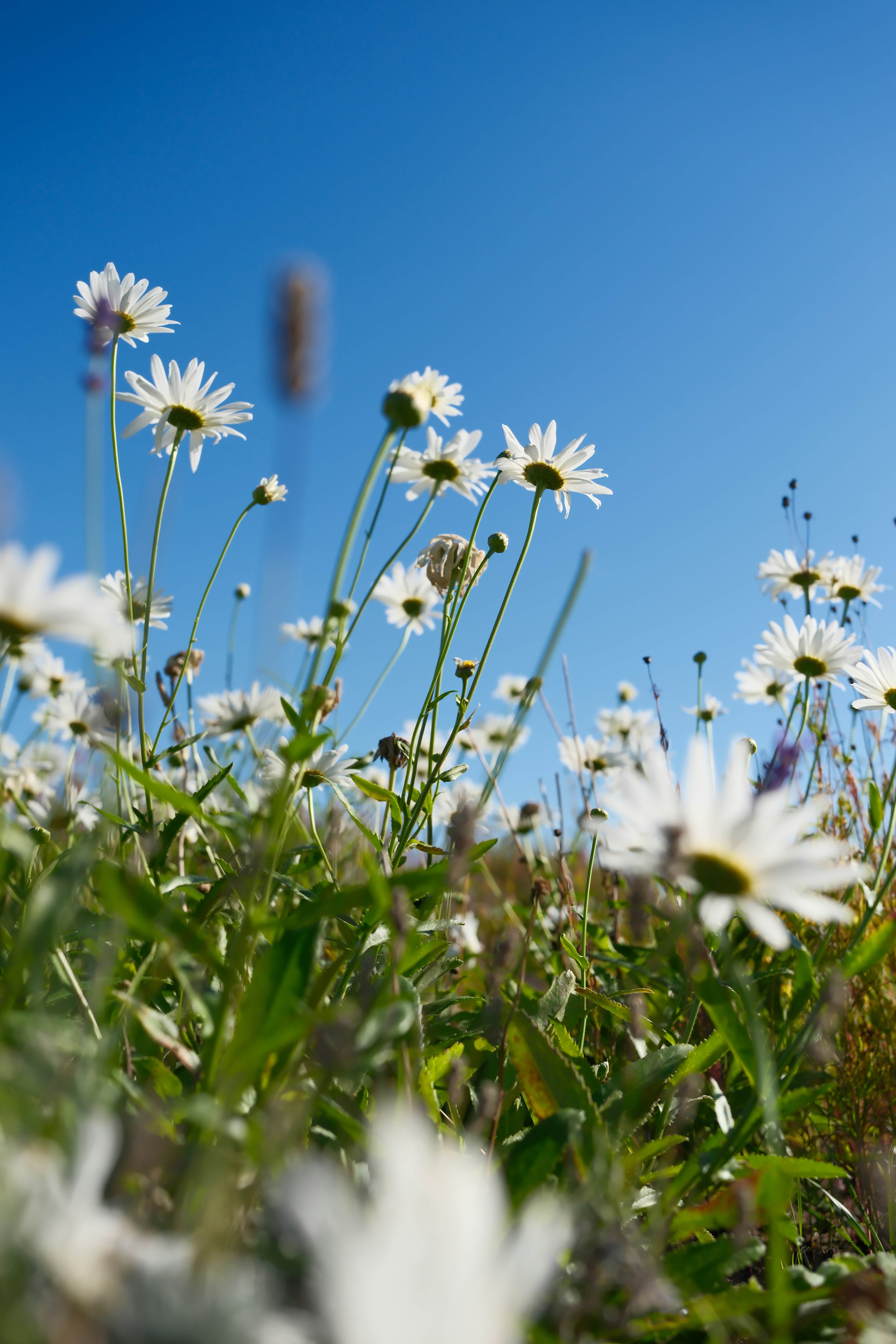 Photo by Junyu Zhang with Fujifilm X-T5