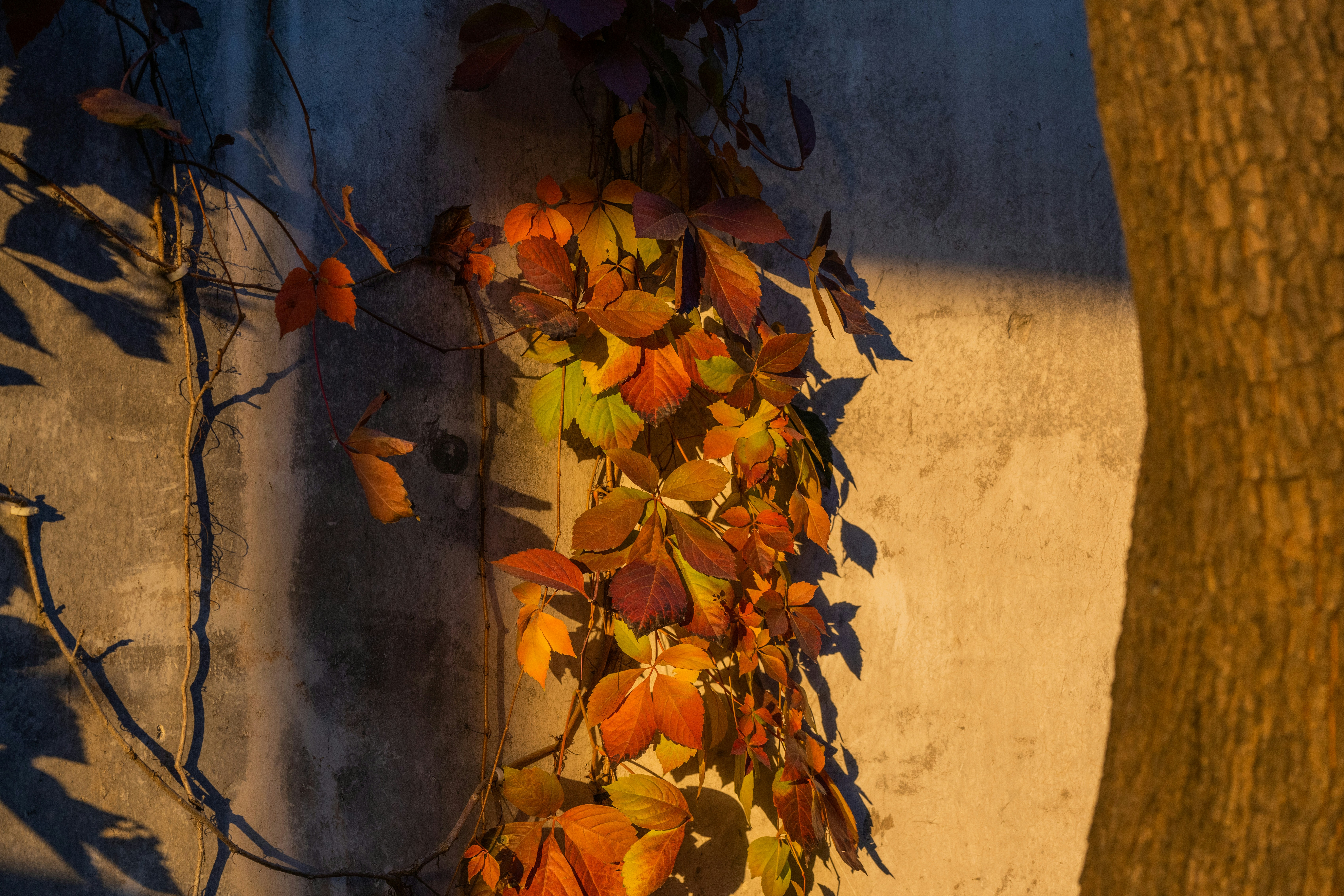 Photo by Young Kane with Nikon Z7 II