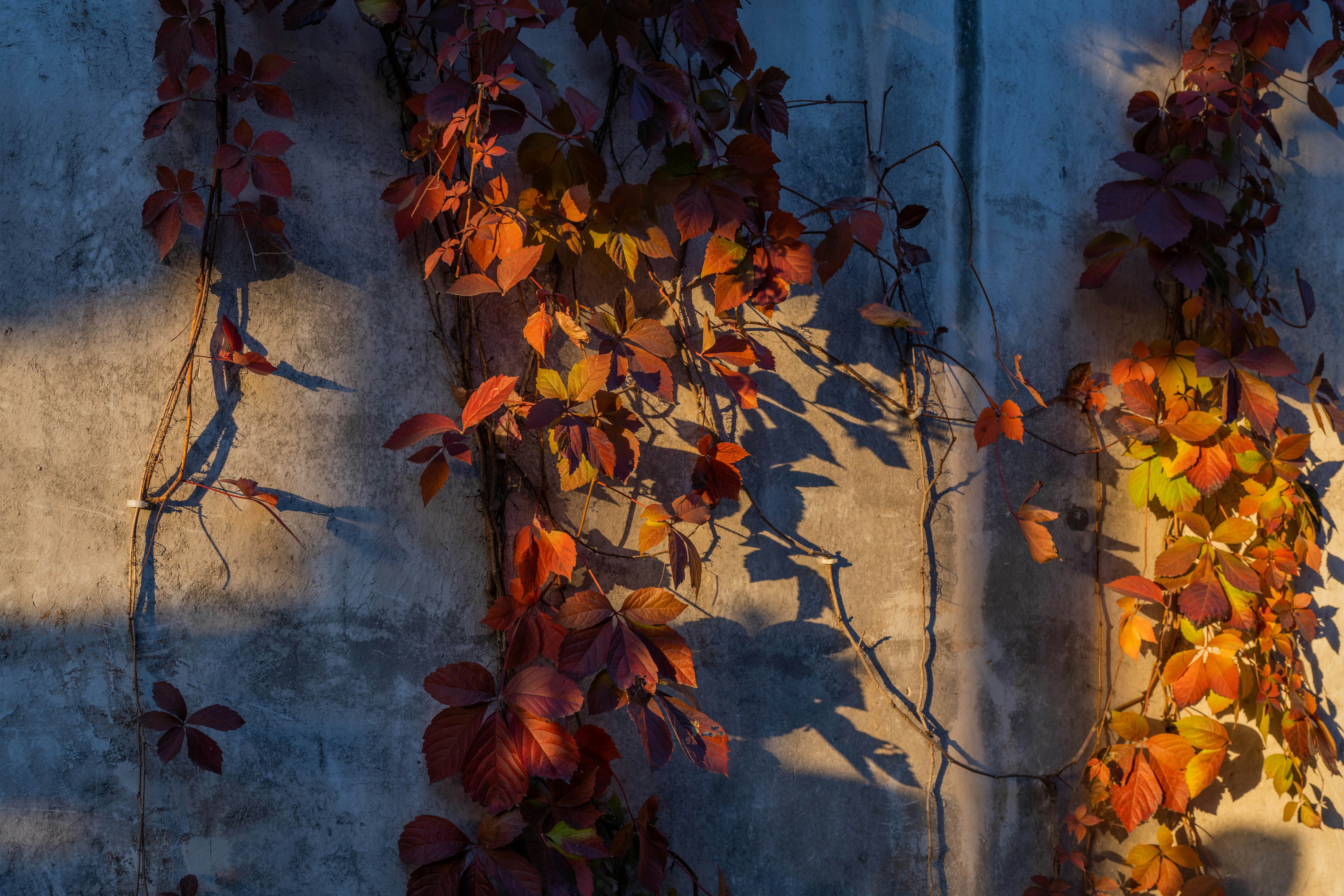 Photo by Young Kane with Nikon Z7 II