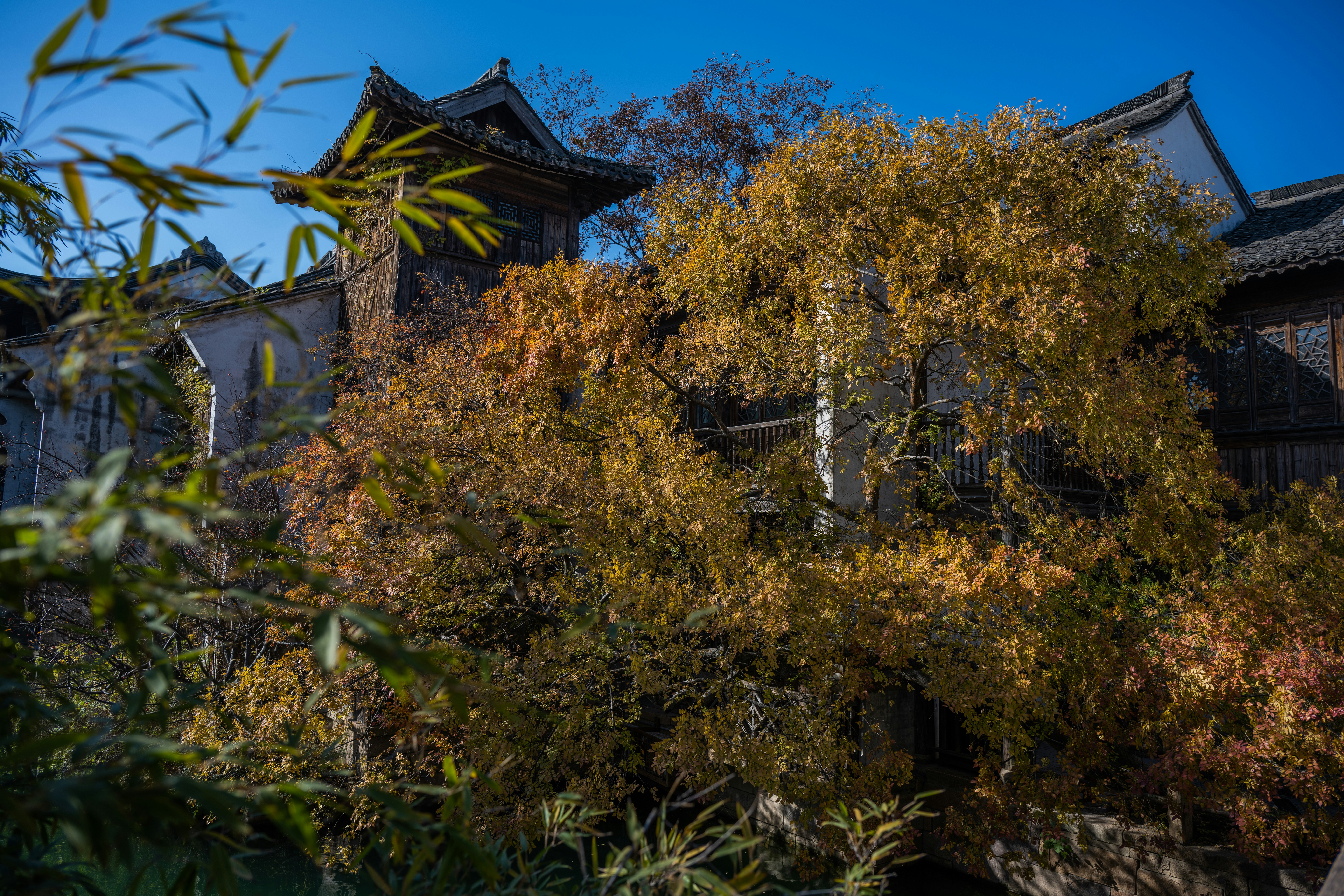 Autumn Courtyard with Traditional Rooflines Hidden Beneath Golden Foliage