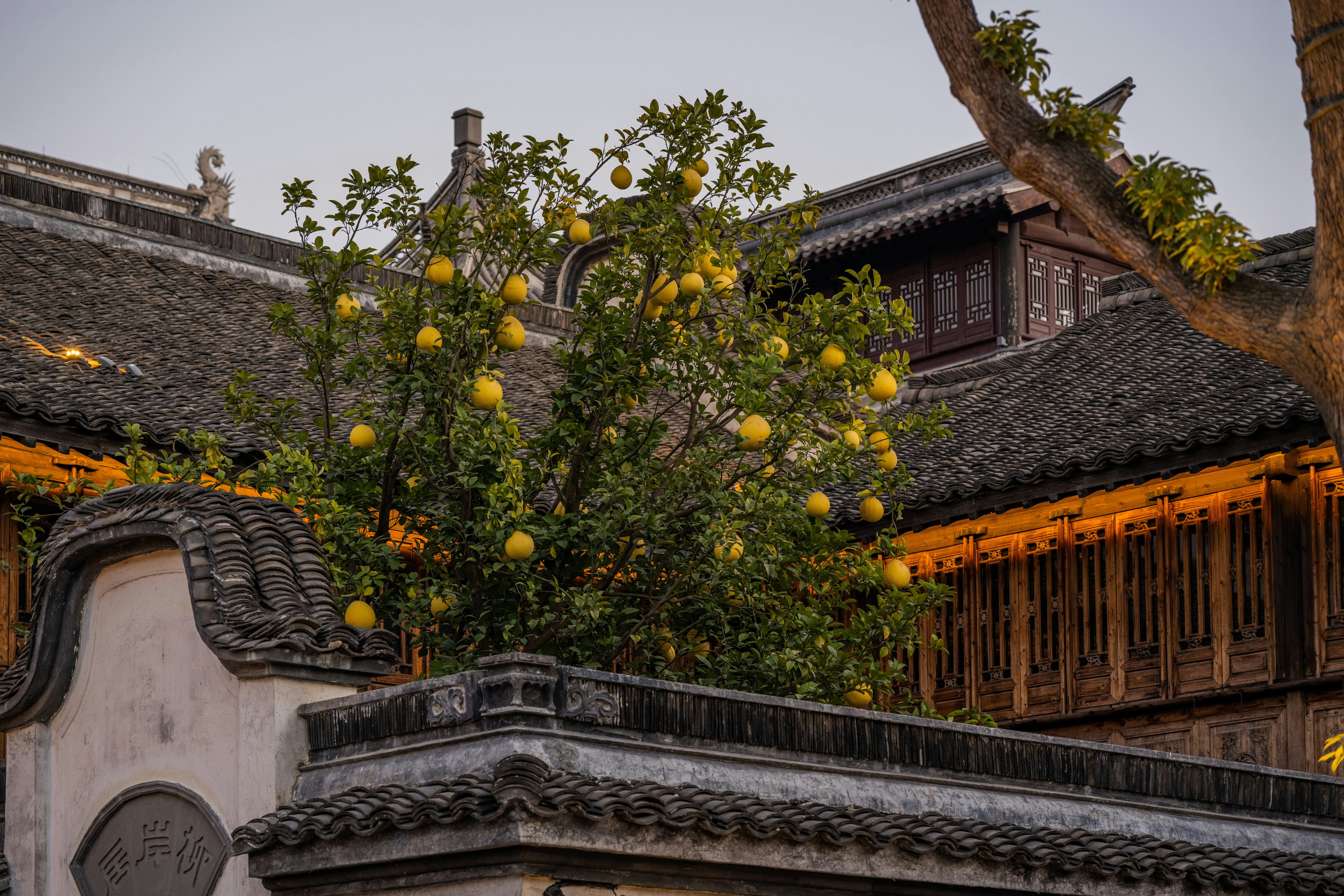 Lemon-Laden Tree Above Historic Roofwork