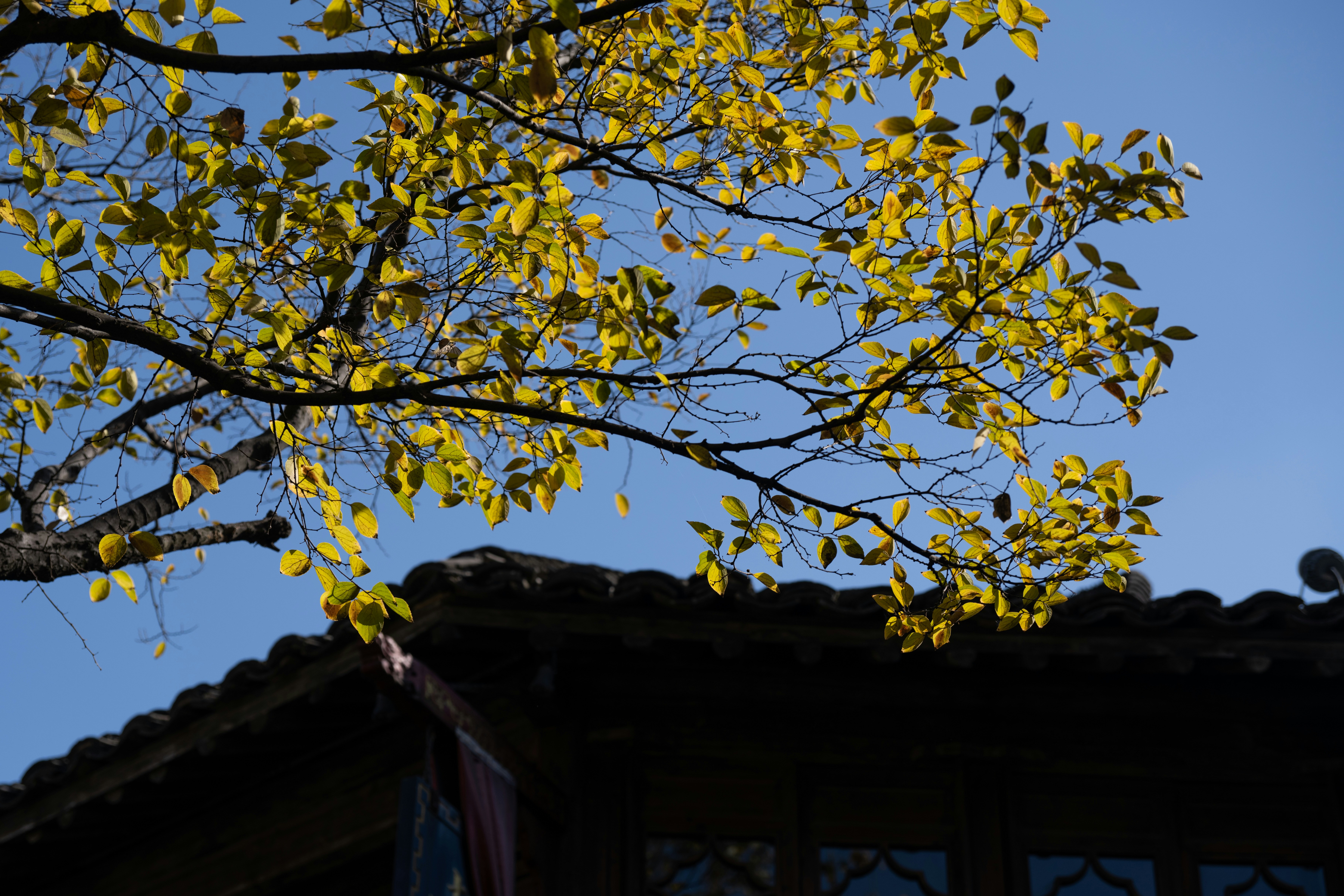 Photo by Young Kane with Nikon Z7 II