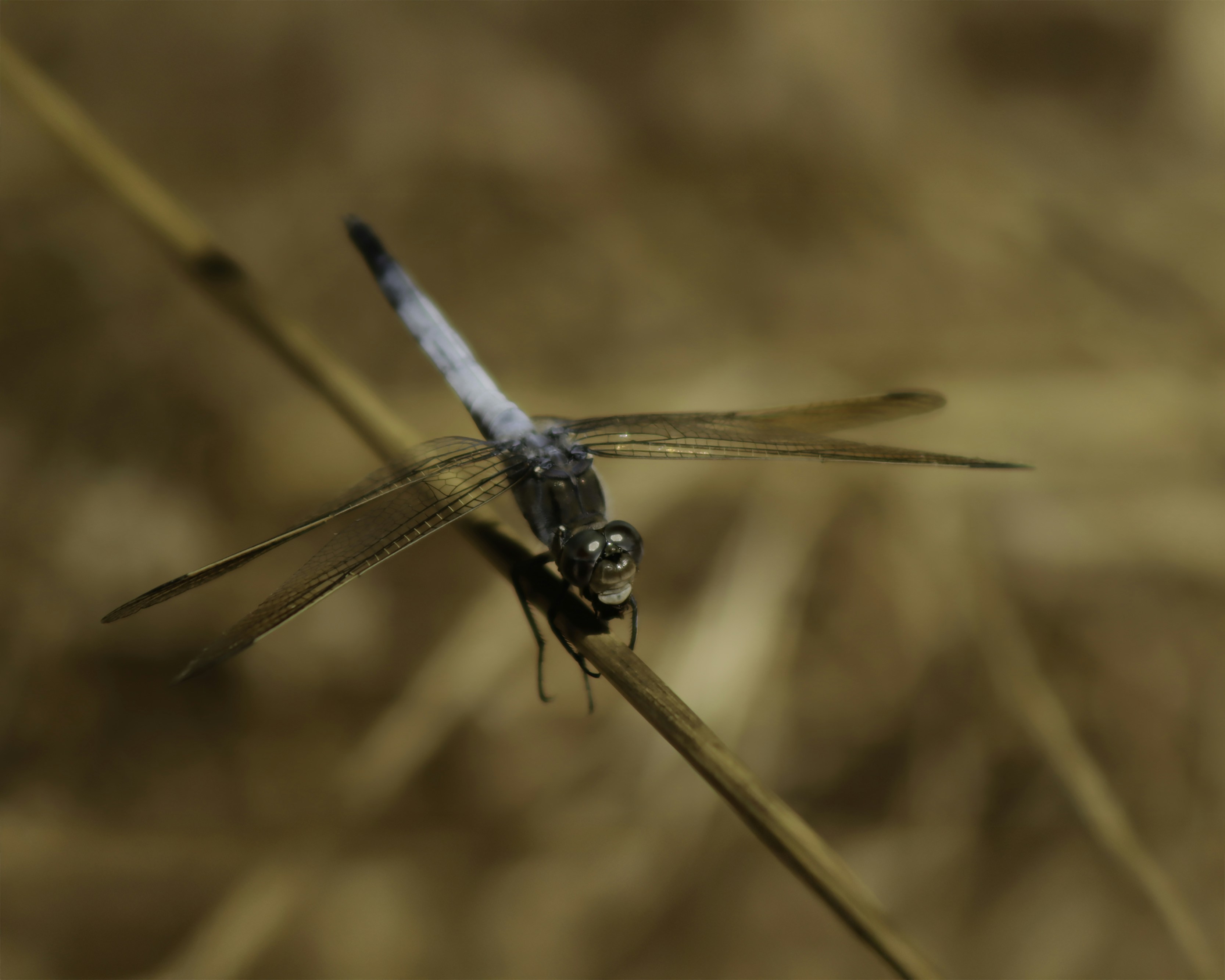 blue dragonfly on stick