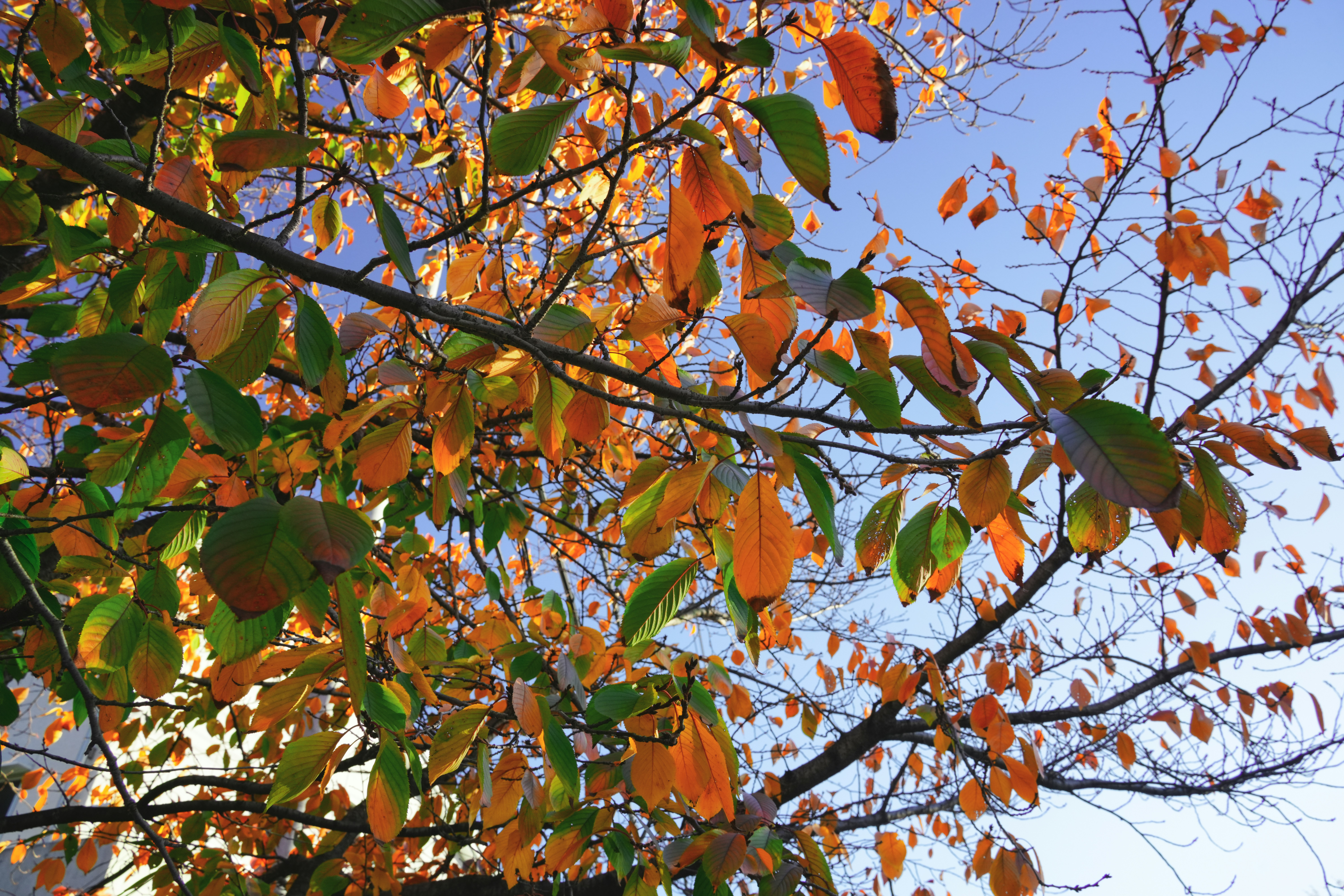 Streetscape near Tsutenkaku Tower.