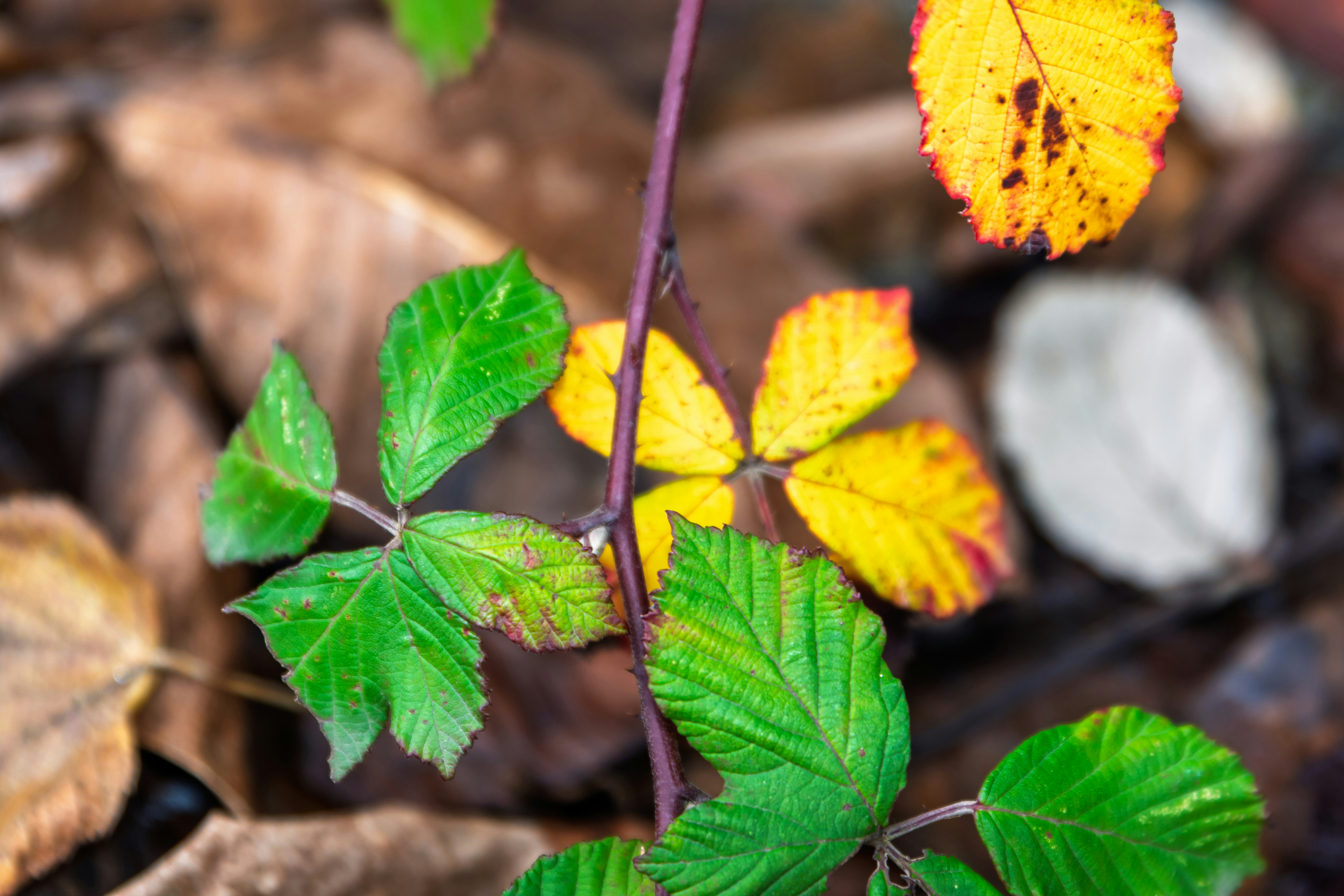 Photo by Sergej Karpow with Nikon D5500