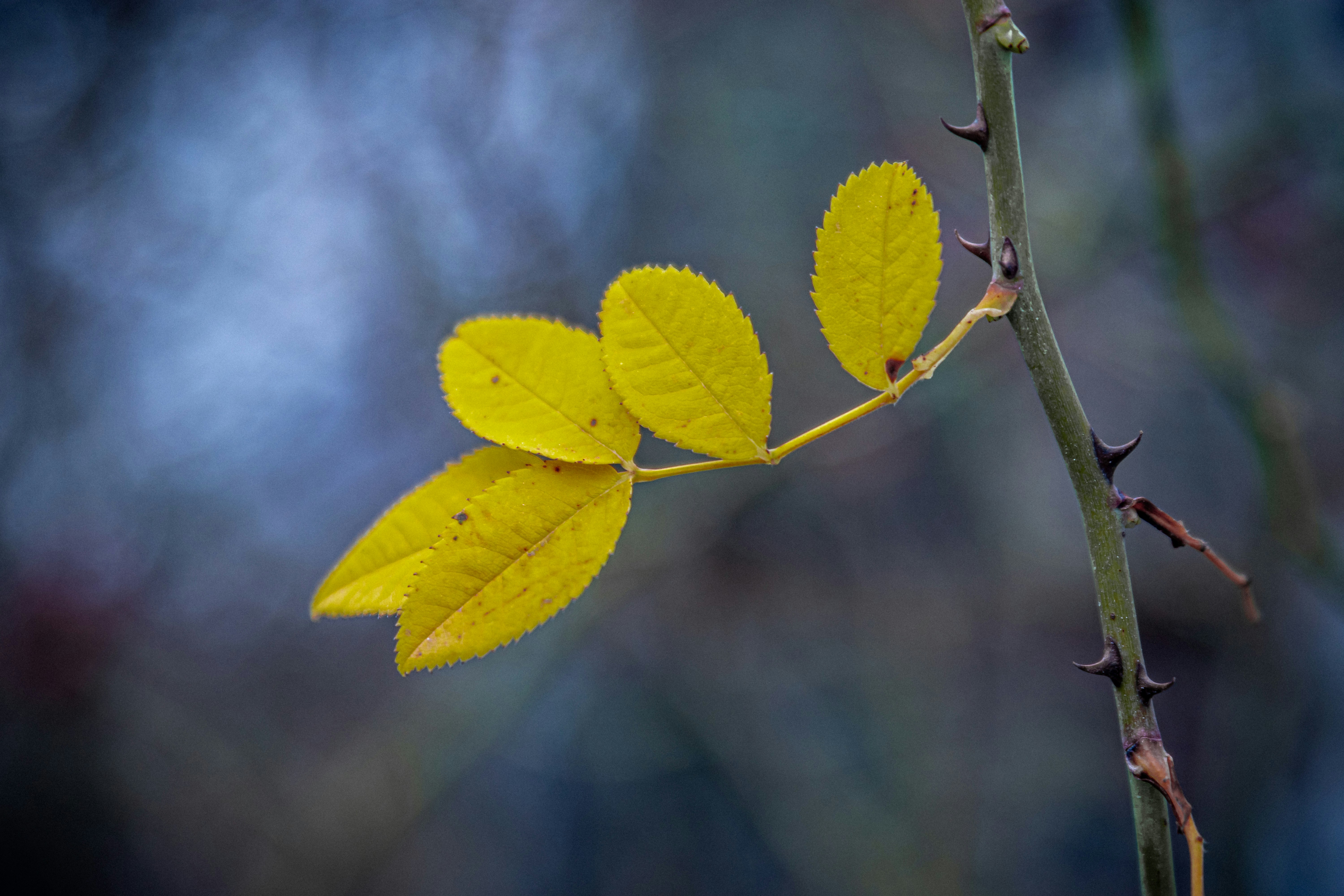 Photo by Sergej Karpow with Nikon D5500