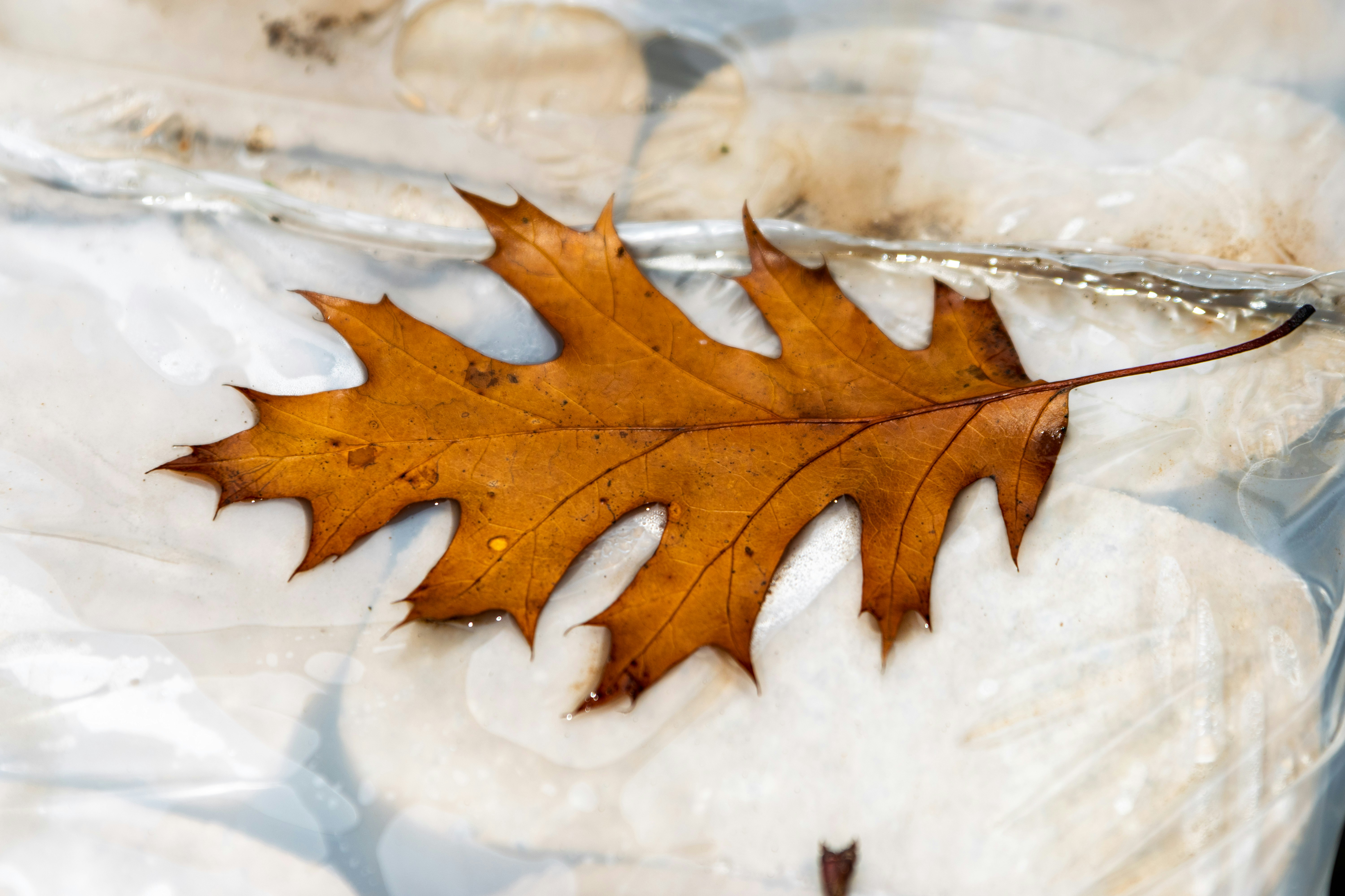 Autumn Leaf Resting on Frosted Glass