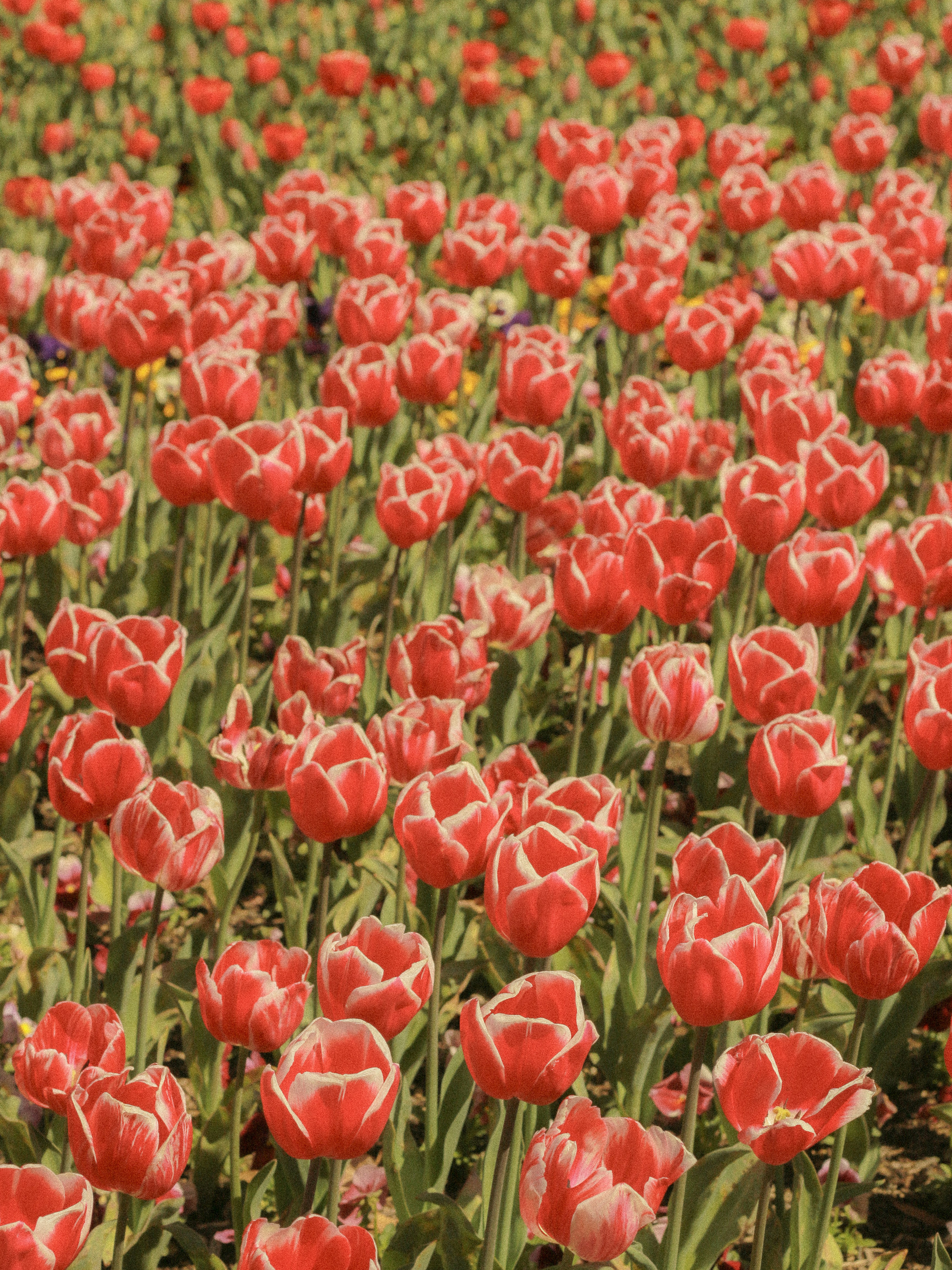 Red Tulip Sea: A Sunlit Field of Petals with White-Outlined Bloom