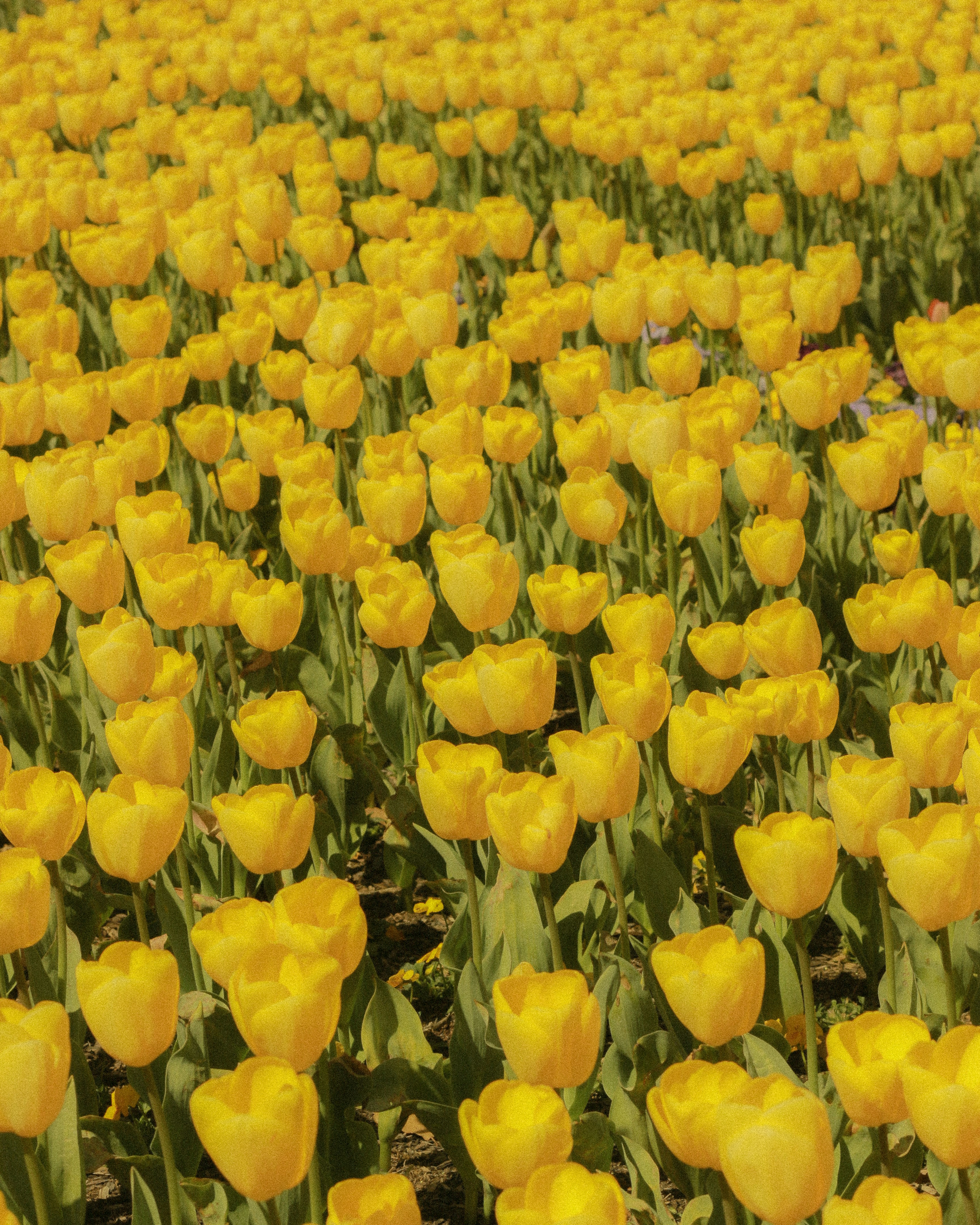 Golden Field: Tulips in Sunlit Sea