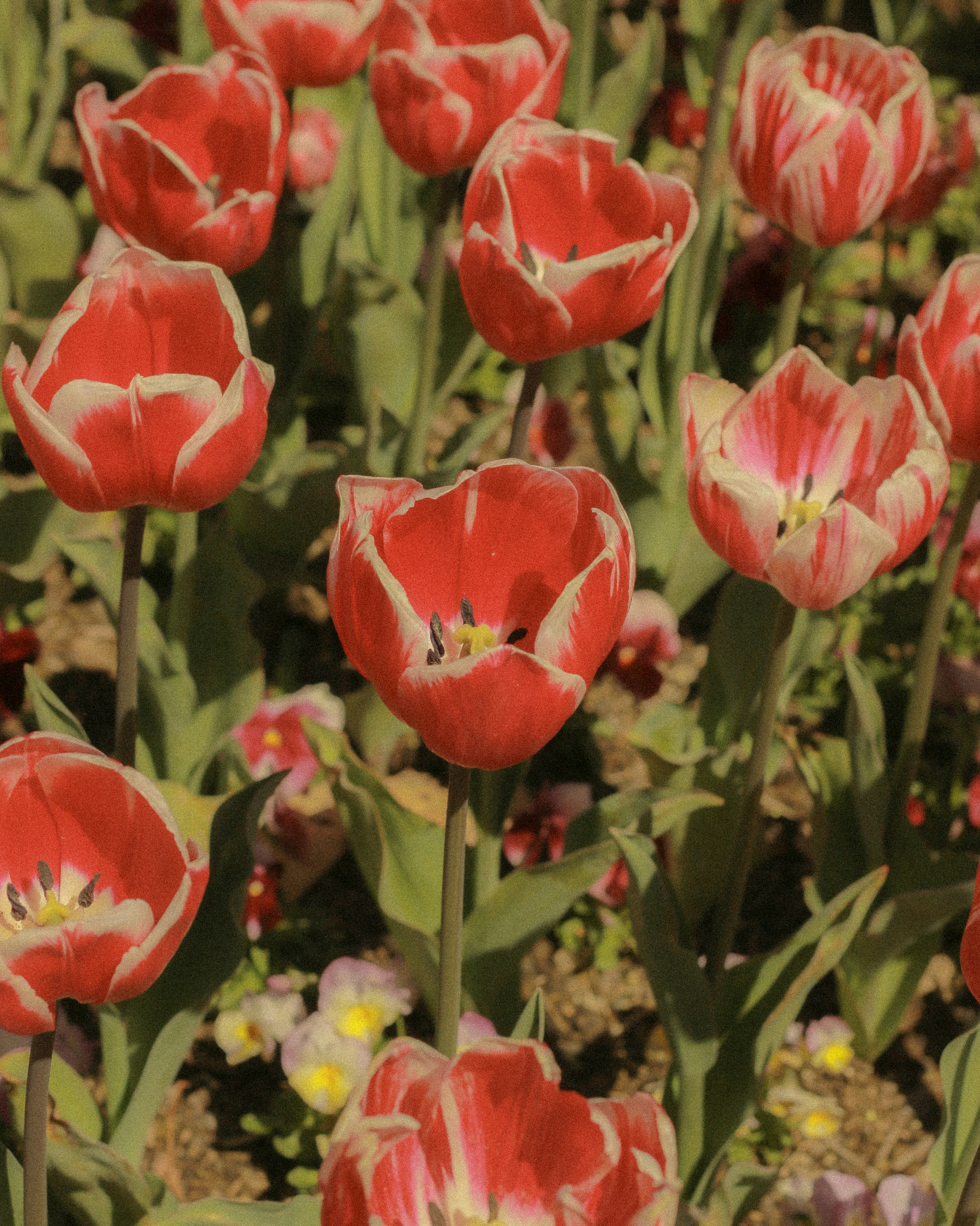 Red Tulip Spotlight: Scarlet Cups Standing Tall in Spring Bed