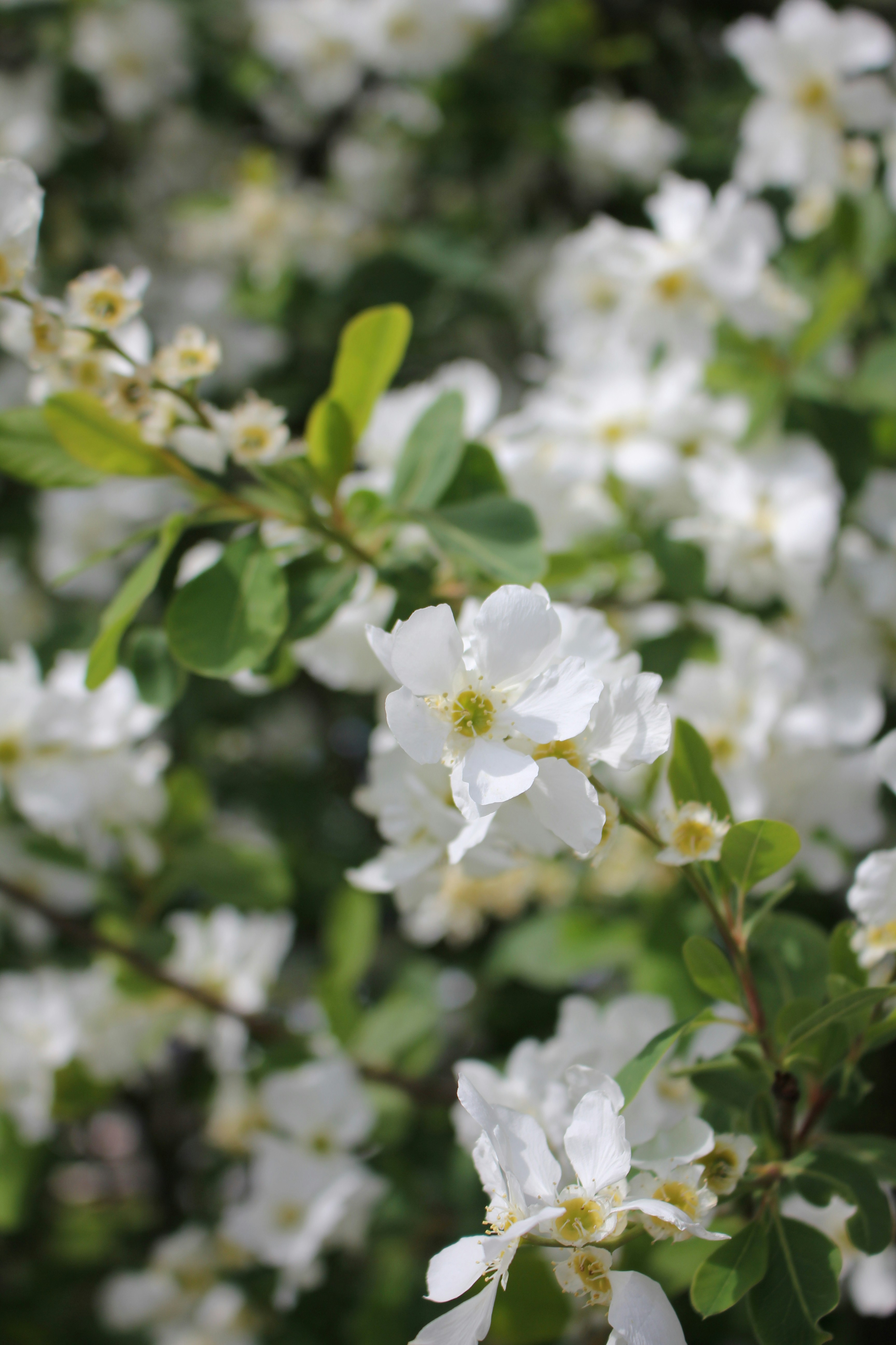 Nahaufnahme von zarten, weissen Blüten mit einem Hauch von Grün, die ein Gefühl von Frühling und Frische vermitteln.
