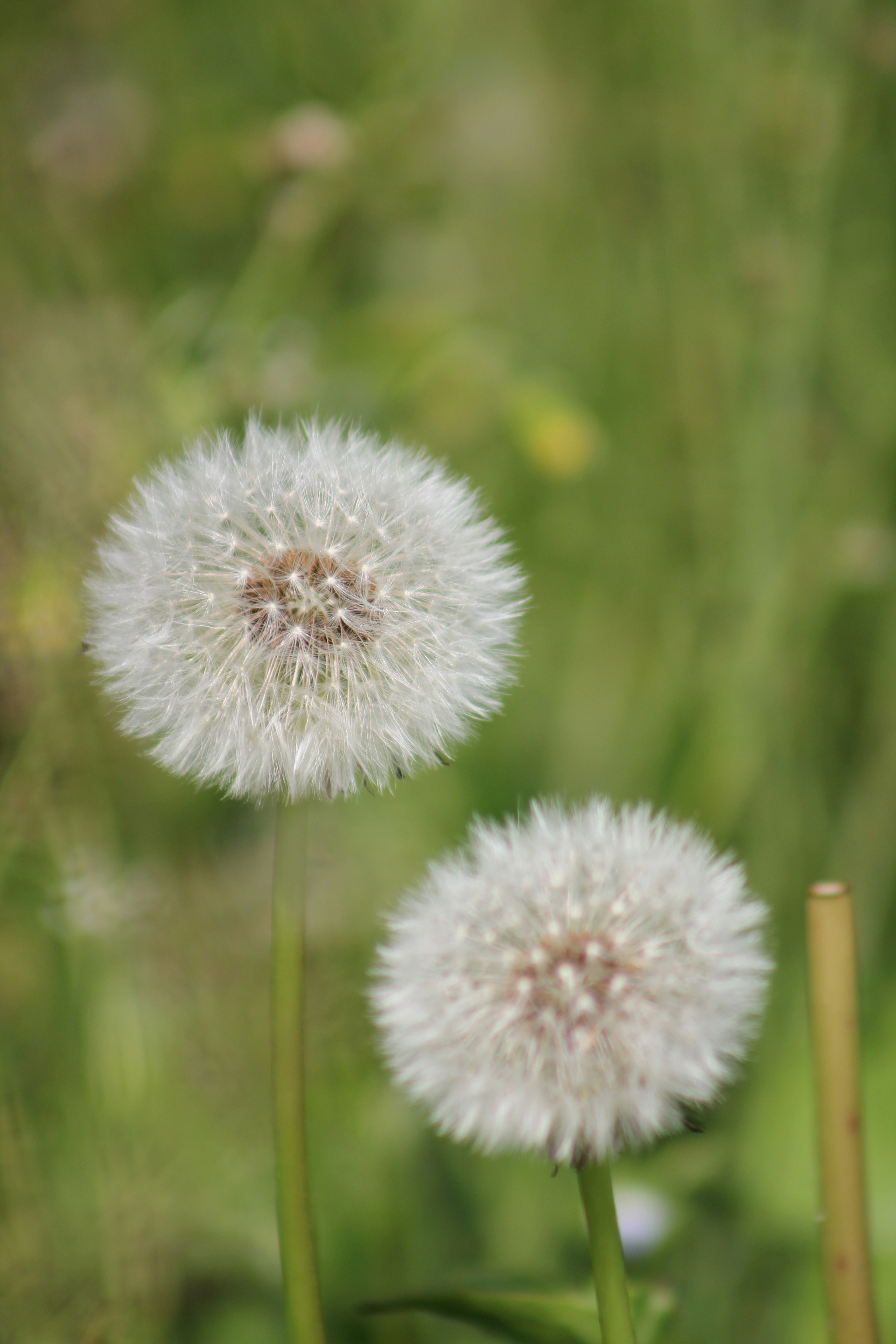 Zwei makroaufgenommene Pusteblumen stehen im Mittelpunkt, umgeben von einem unscharfen, weichen grünen Hintergrund.