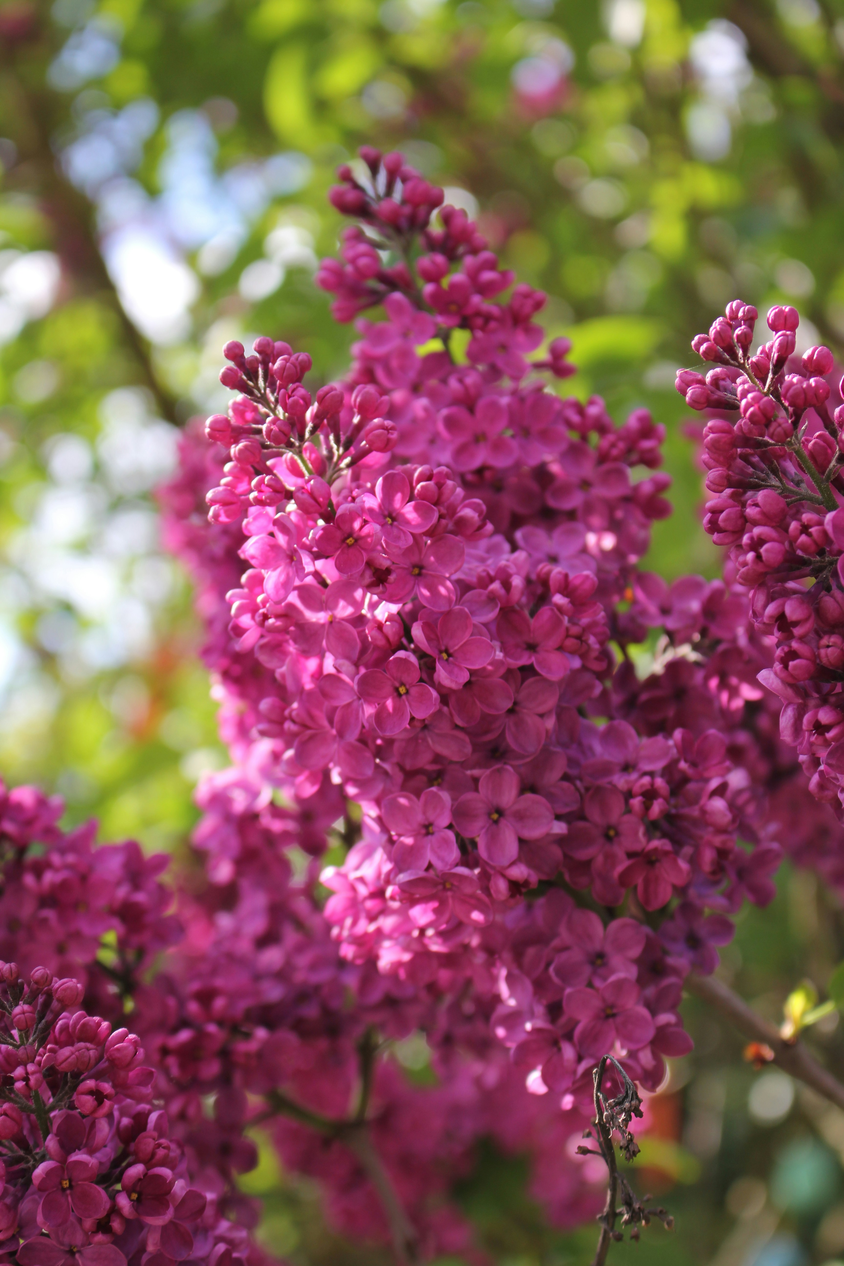 Ein intensiver violetter Fliederzweig in voller Blüte, der einen starken Kontrast zum Hintergrund bildet.