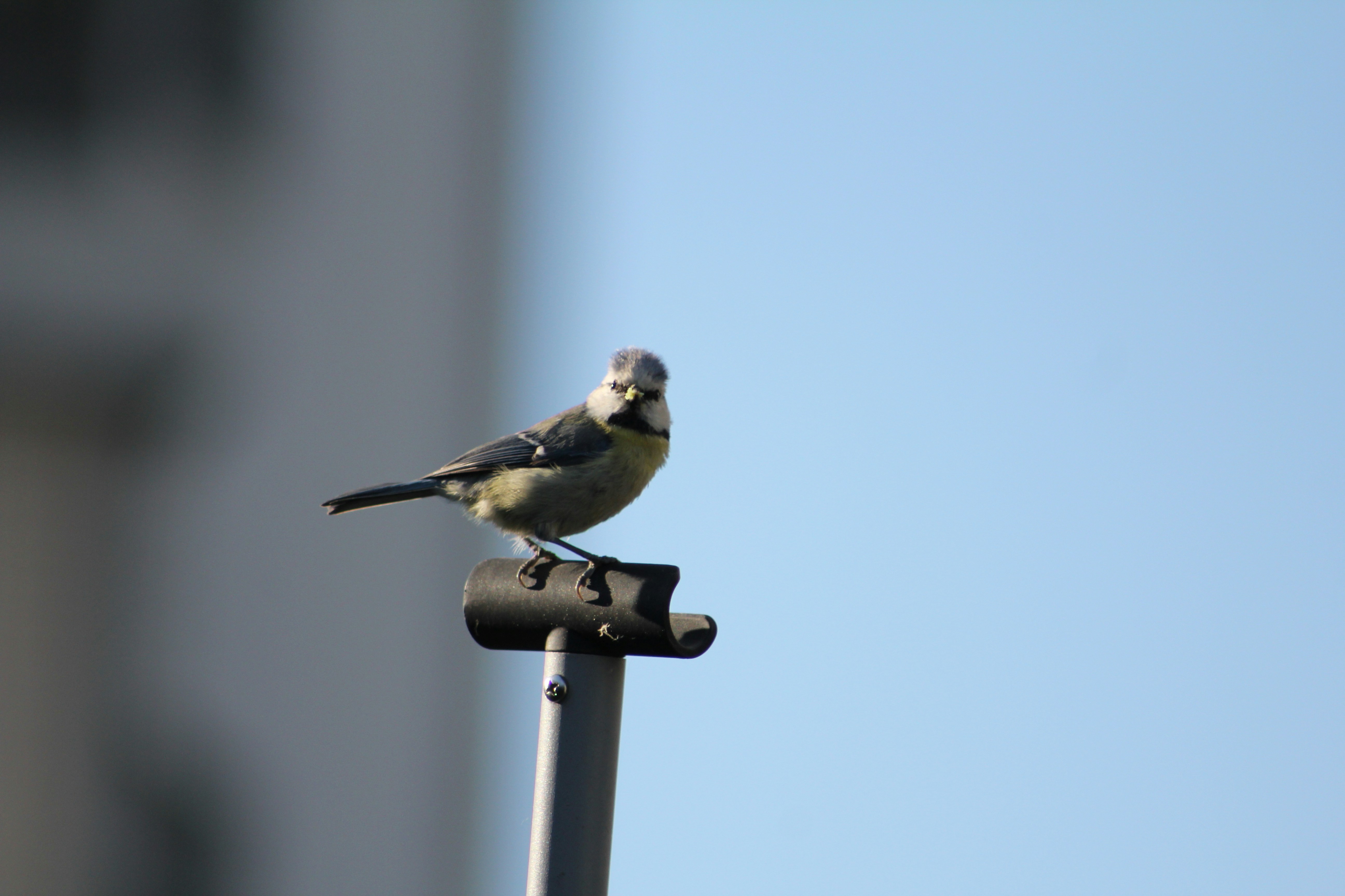 Ein Spatz sitzt auf seinem Aussichtspunkt und präsentiert sich in klarem Licht gegen den leuchtend blauen Himmel.