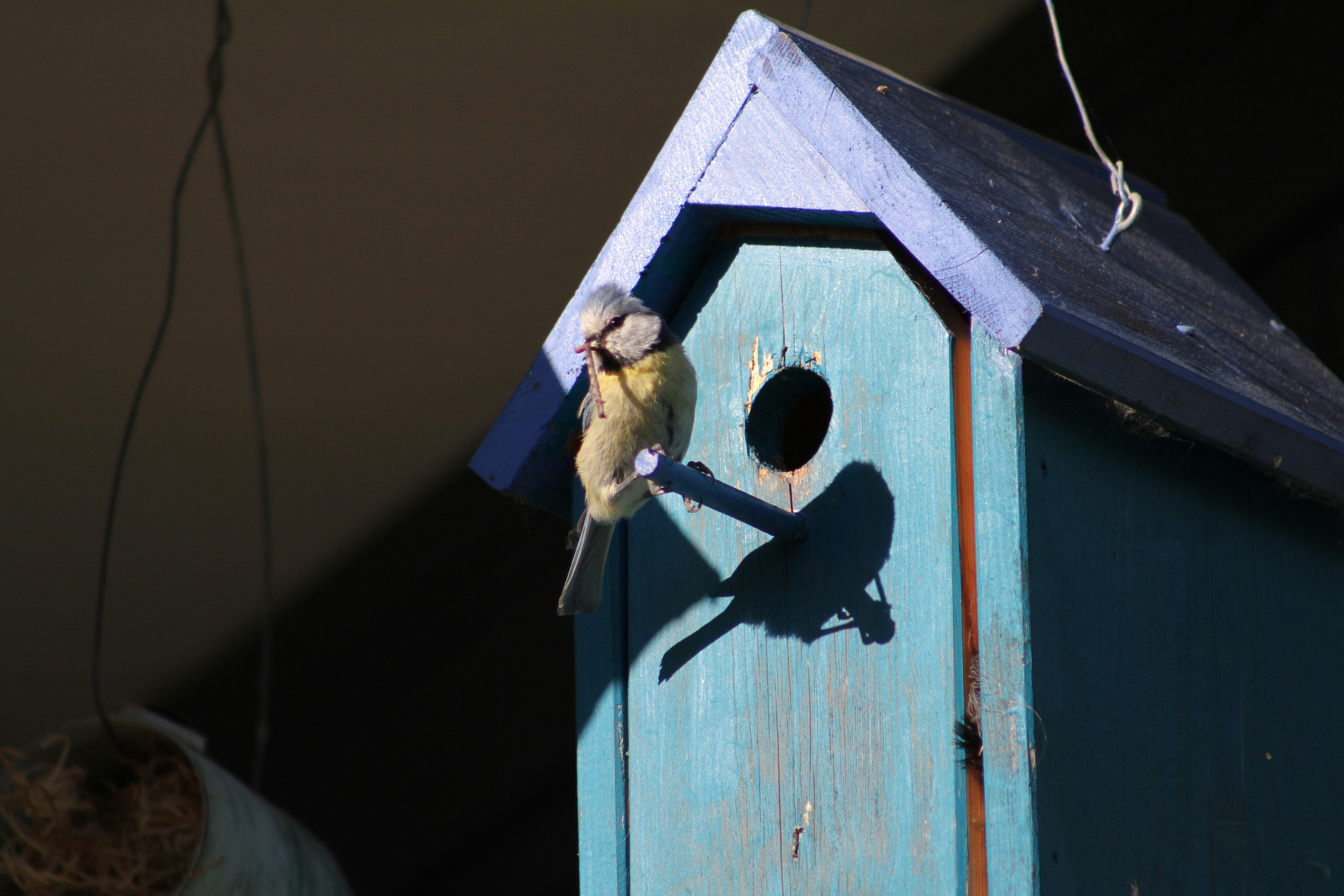 Der Vogel landet am Eingang des blauen Vogelhäuschens und steht bereit, in die Nisthöhle zu schlüpfen.