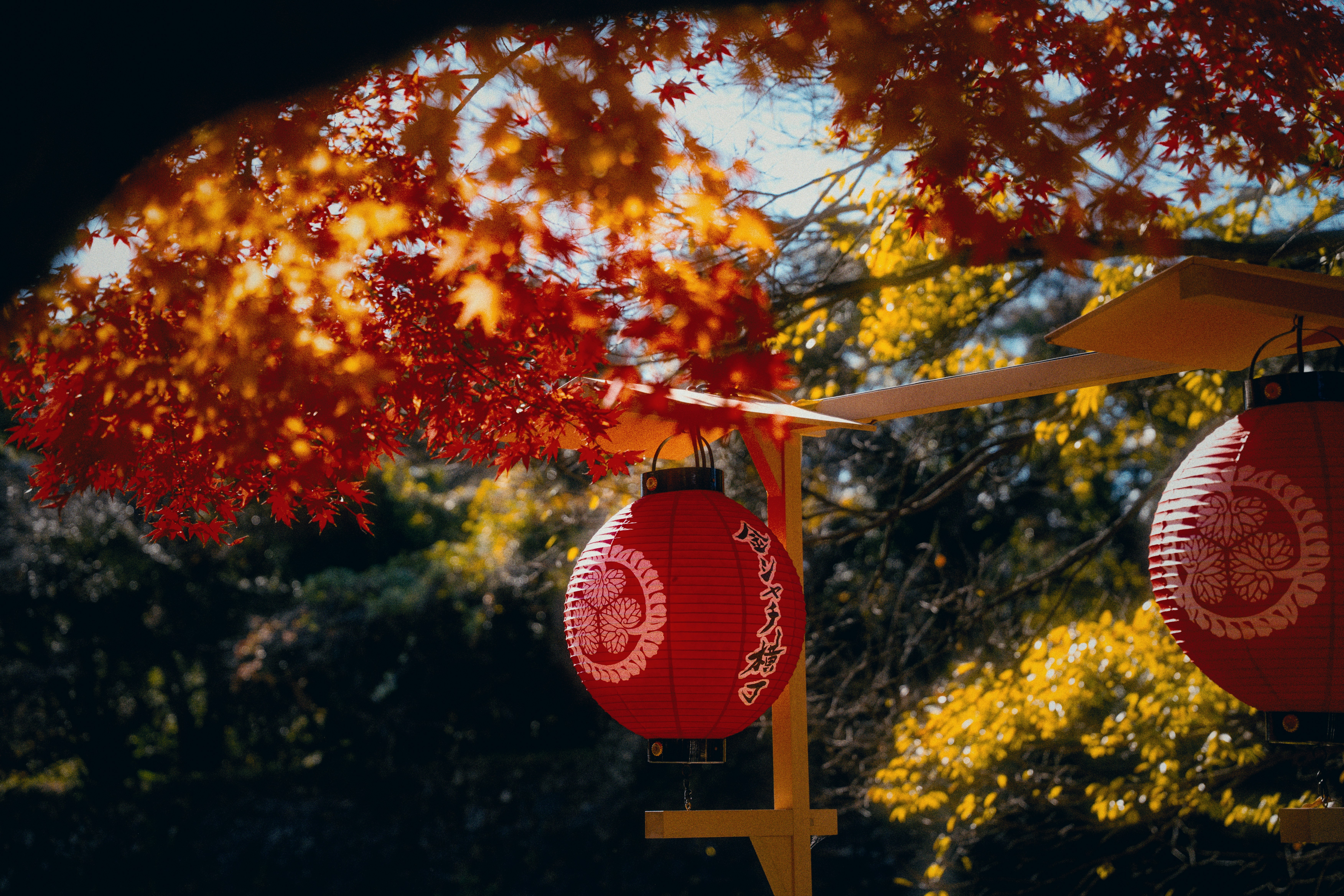 Crimson Lanterns in Autumn Glow