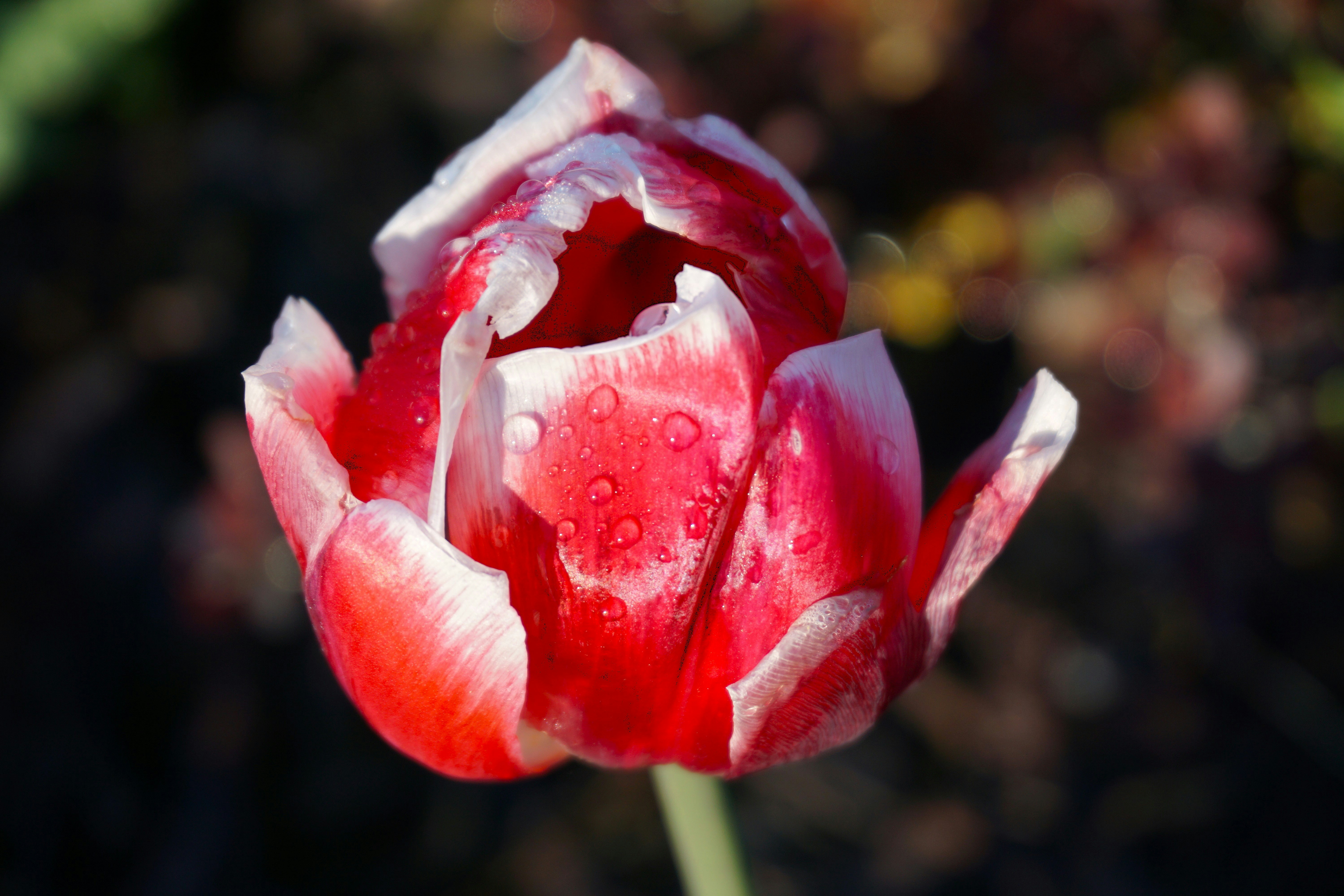 Blooming Red Petal Close-Up with Dew Drops