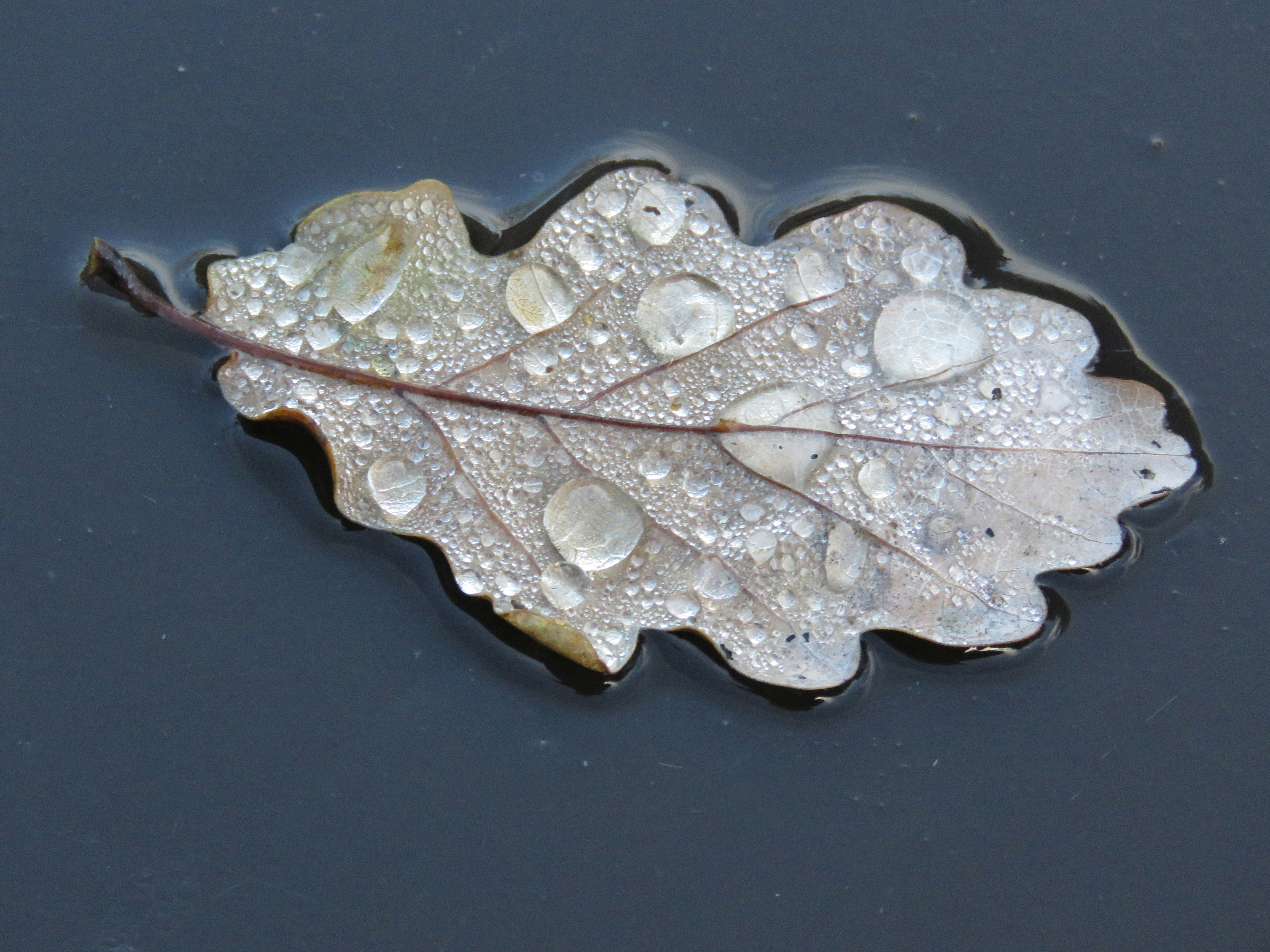 Dew-kissed Leaf Resting on Dark Surface