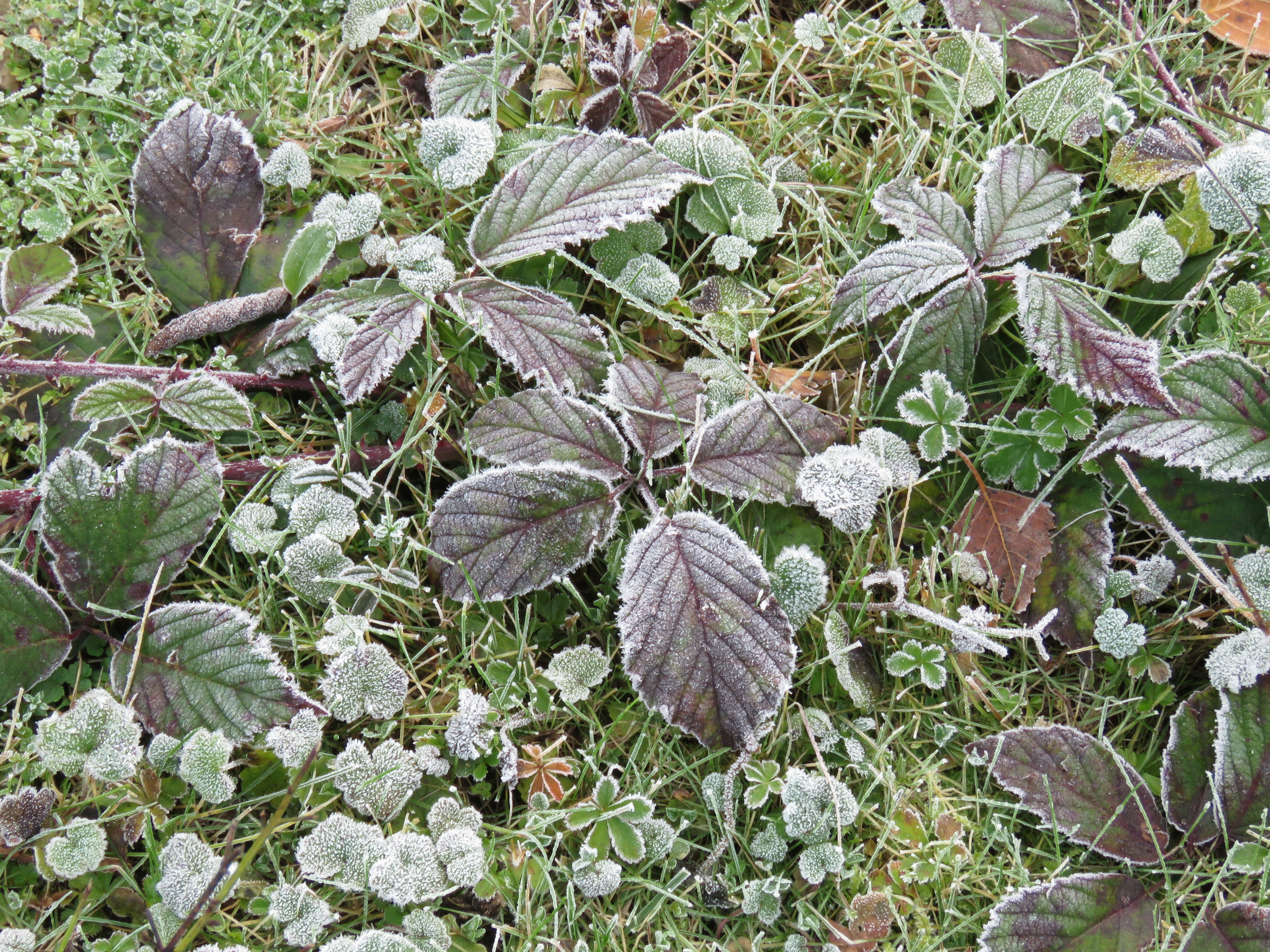 Frosty Groundcover: Delicate icy veins on autumn leaves