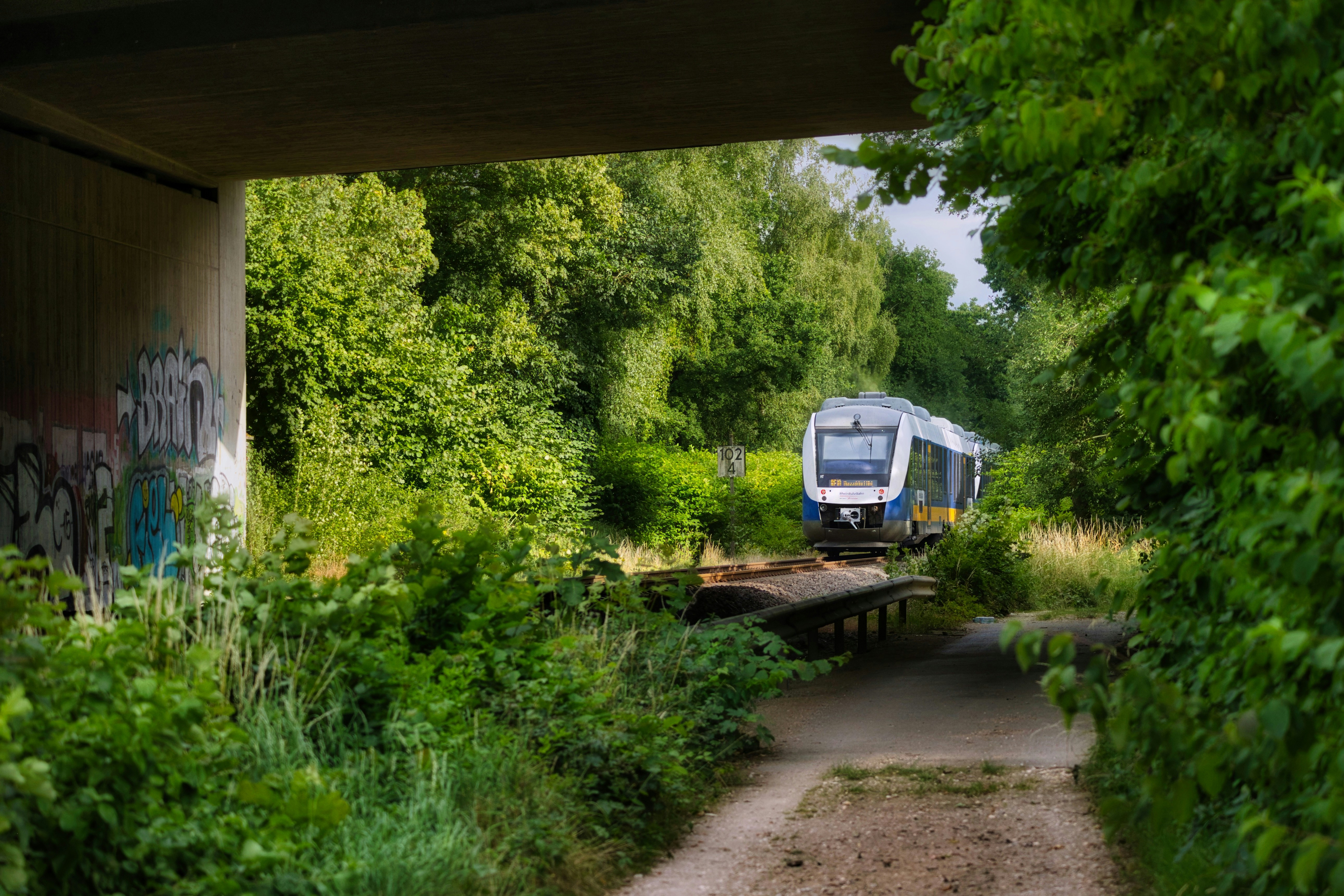 Approaching Train Through Verdant Corridor