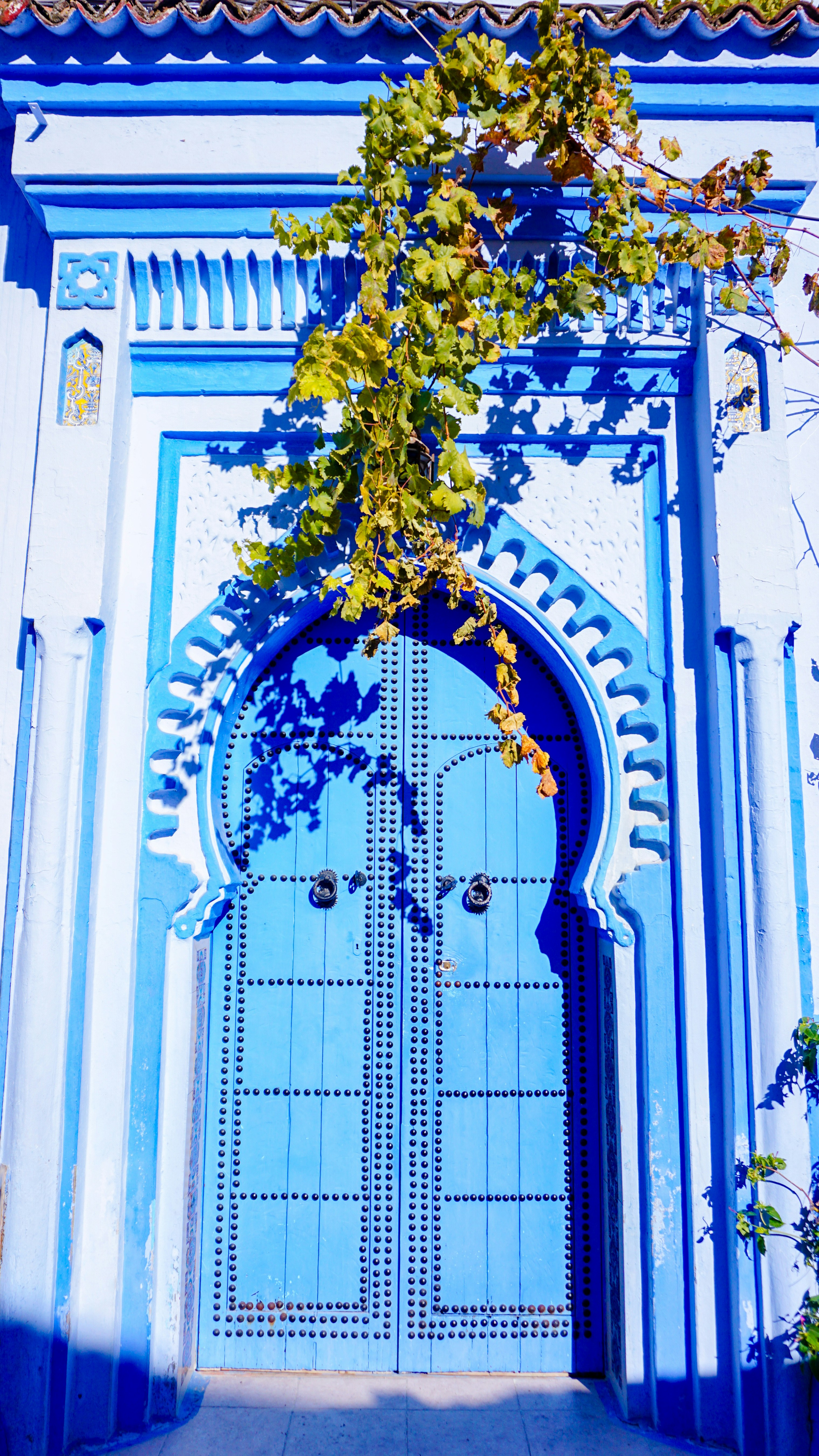 Azure Doorway Under a Wistful Vine