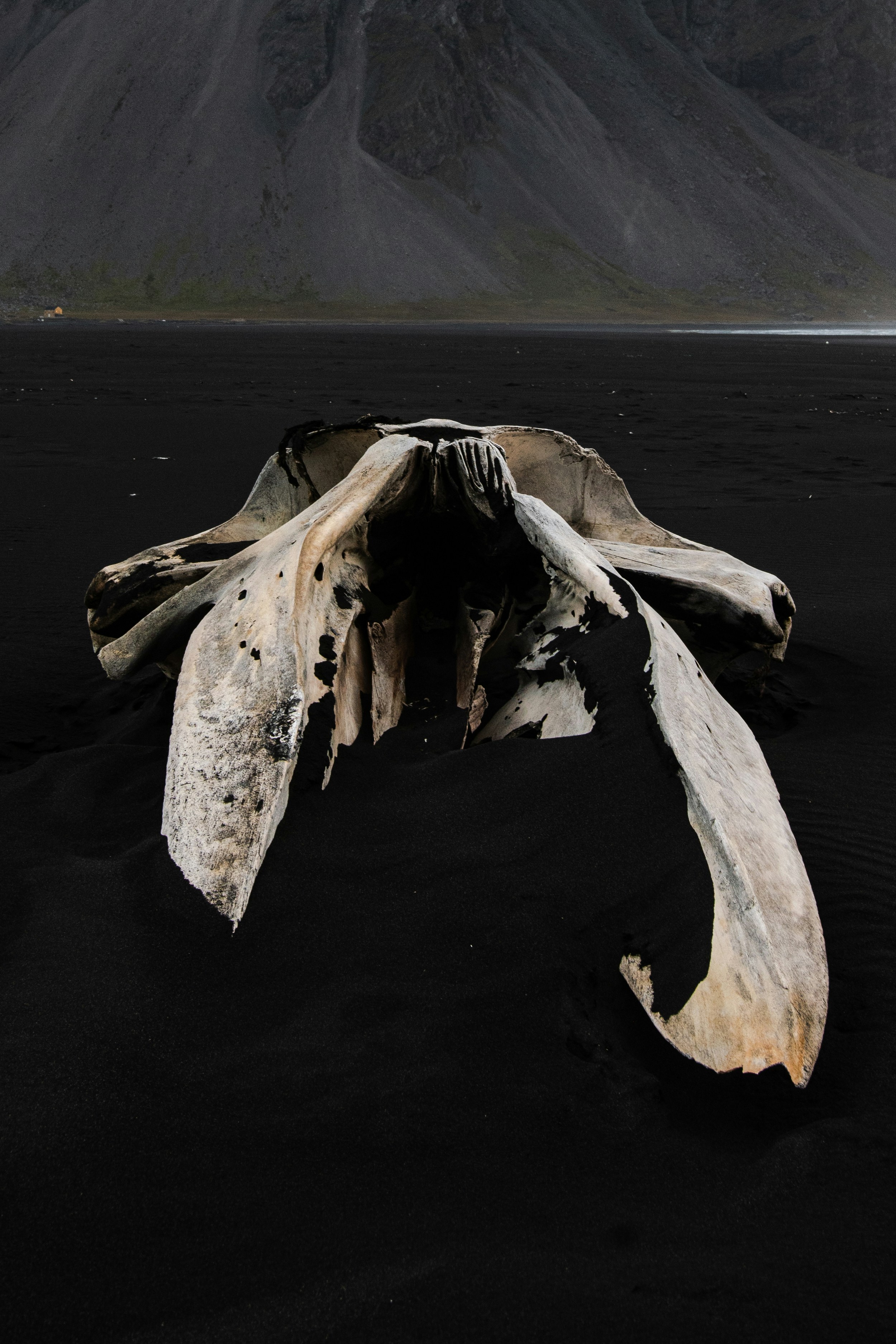 Dark Sands and the Weathered Whorl: A Remnant on Distant Black Beach