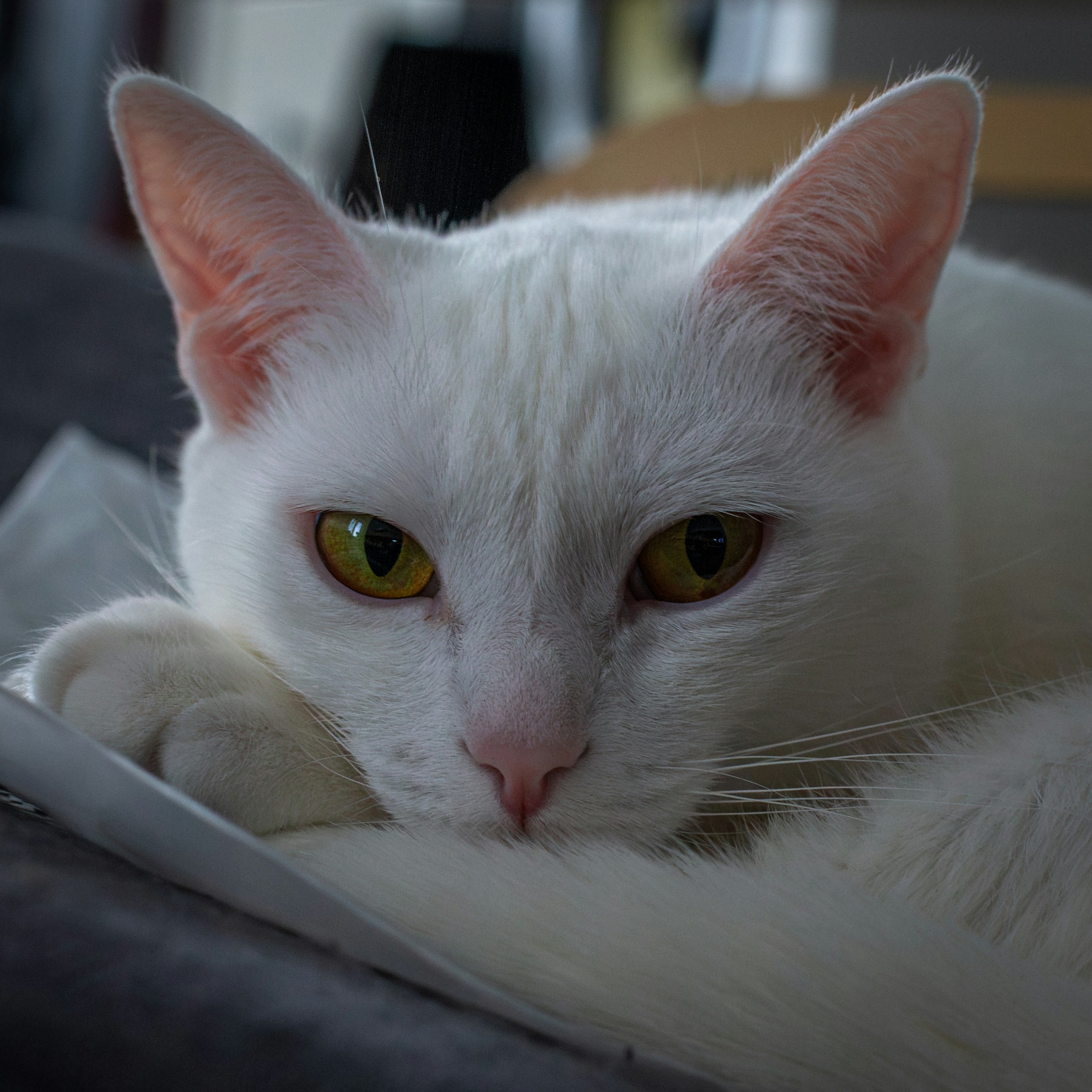 Photo by Aleksandr Isaev with Canon EOS 6D